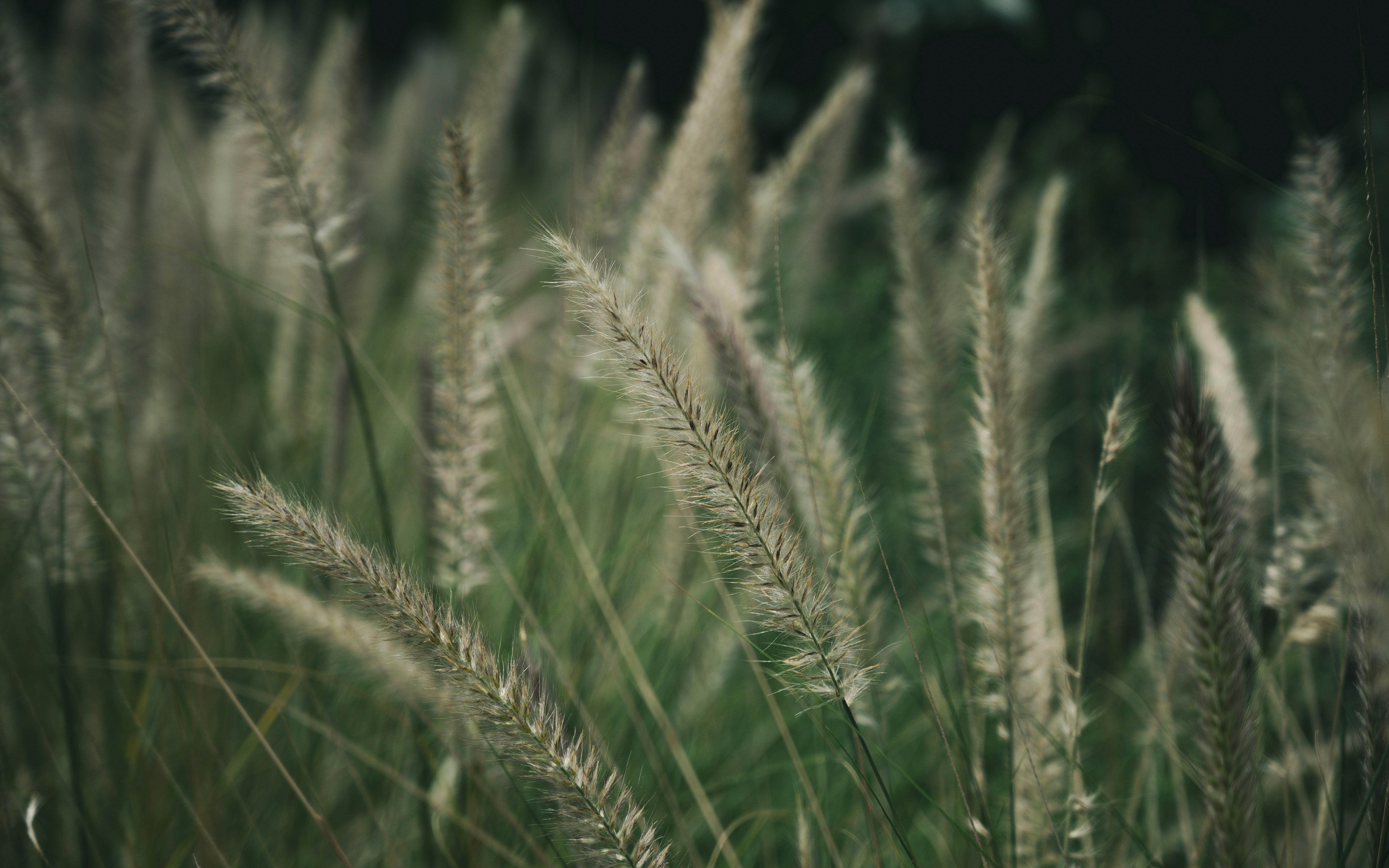 Stalks in the Quiet Field