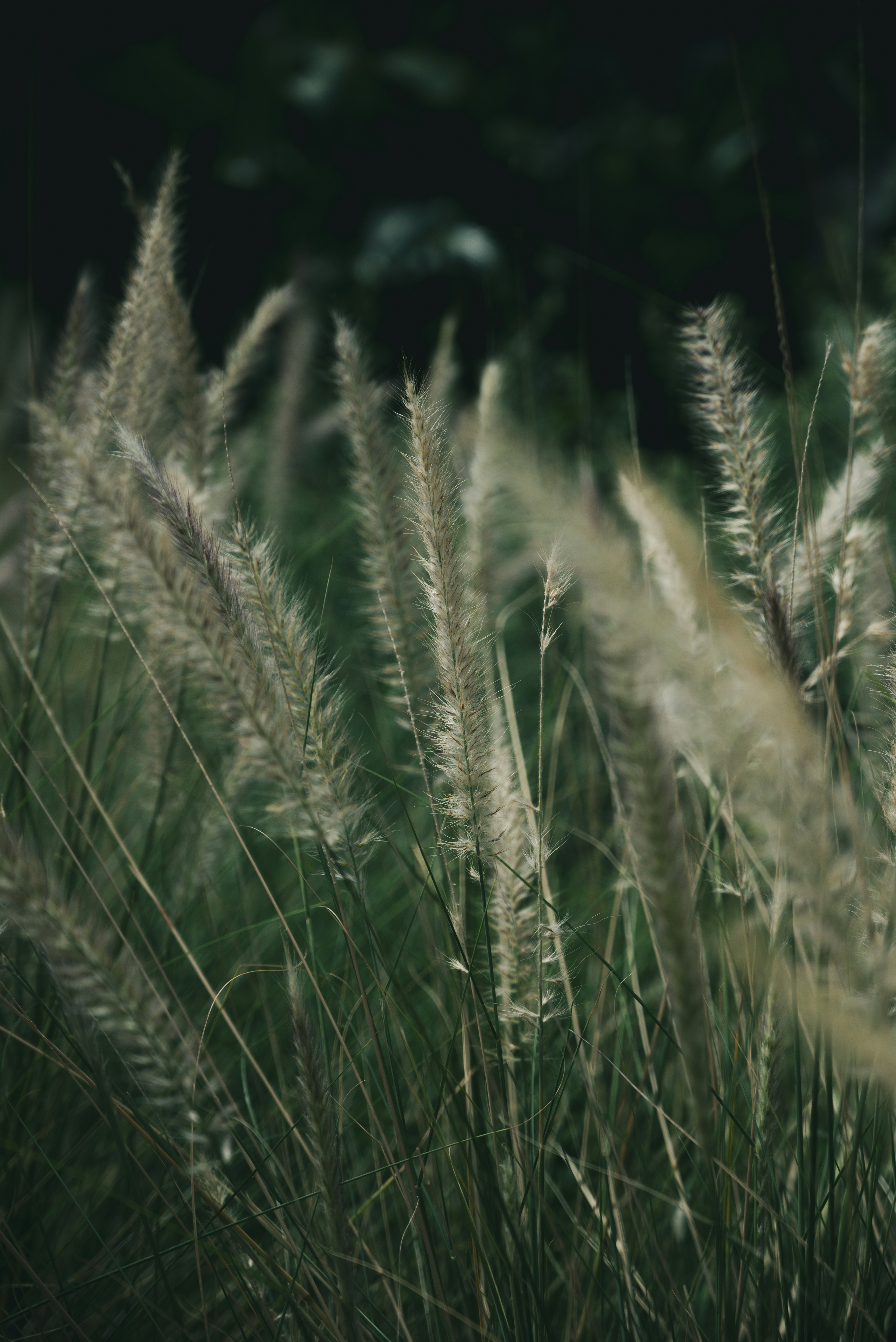 Field of Whispering Reeds at Edge of Dusk