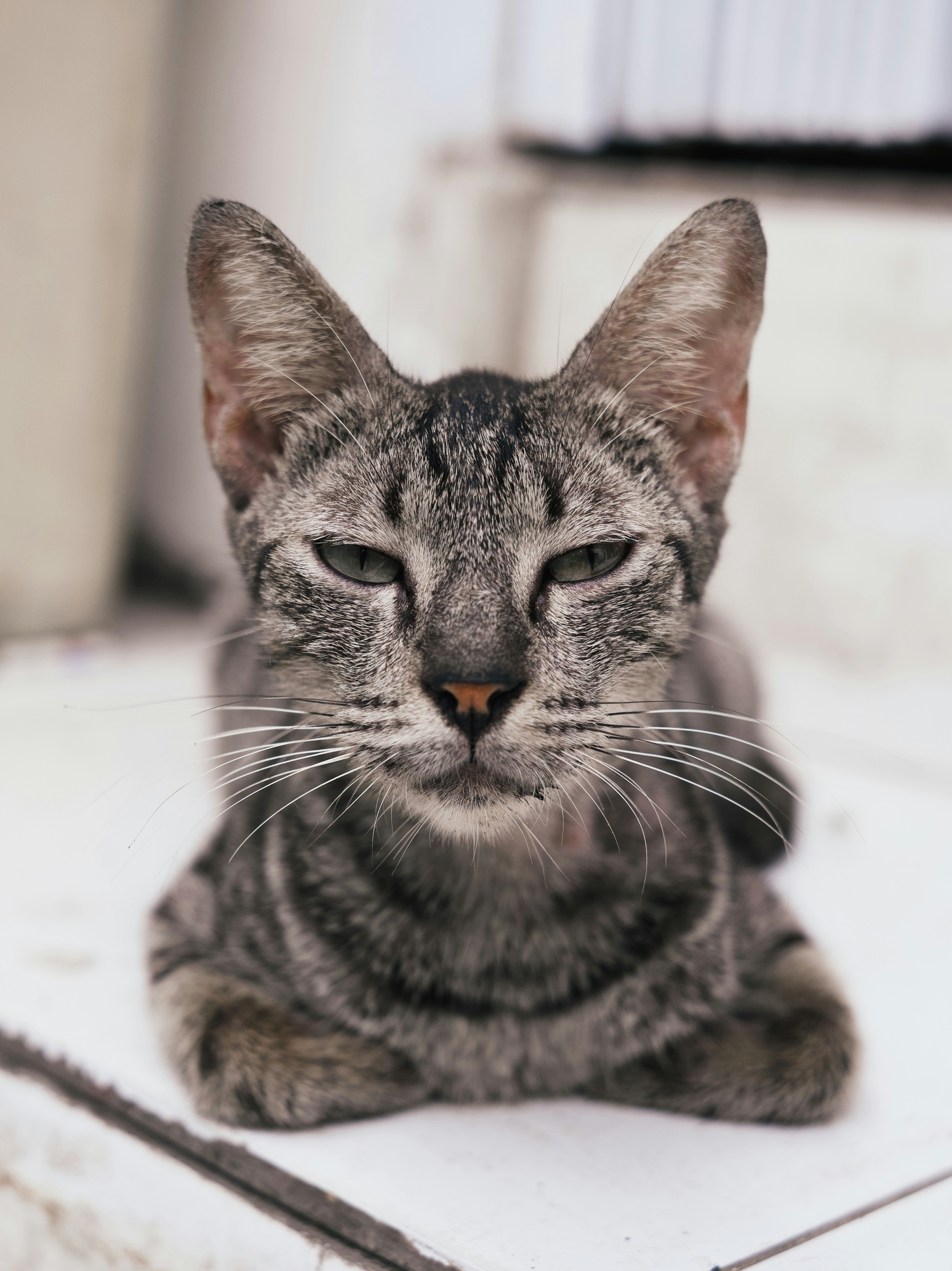 Curled Conscience: A Quiet Moment of Catody