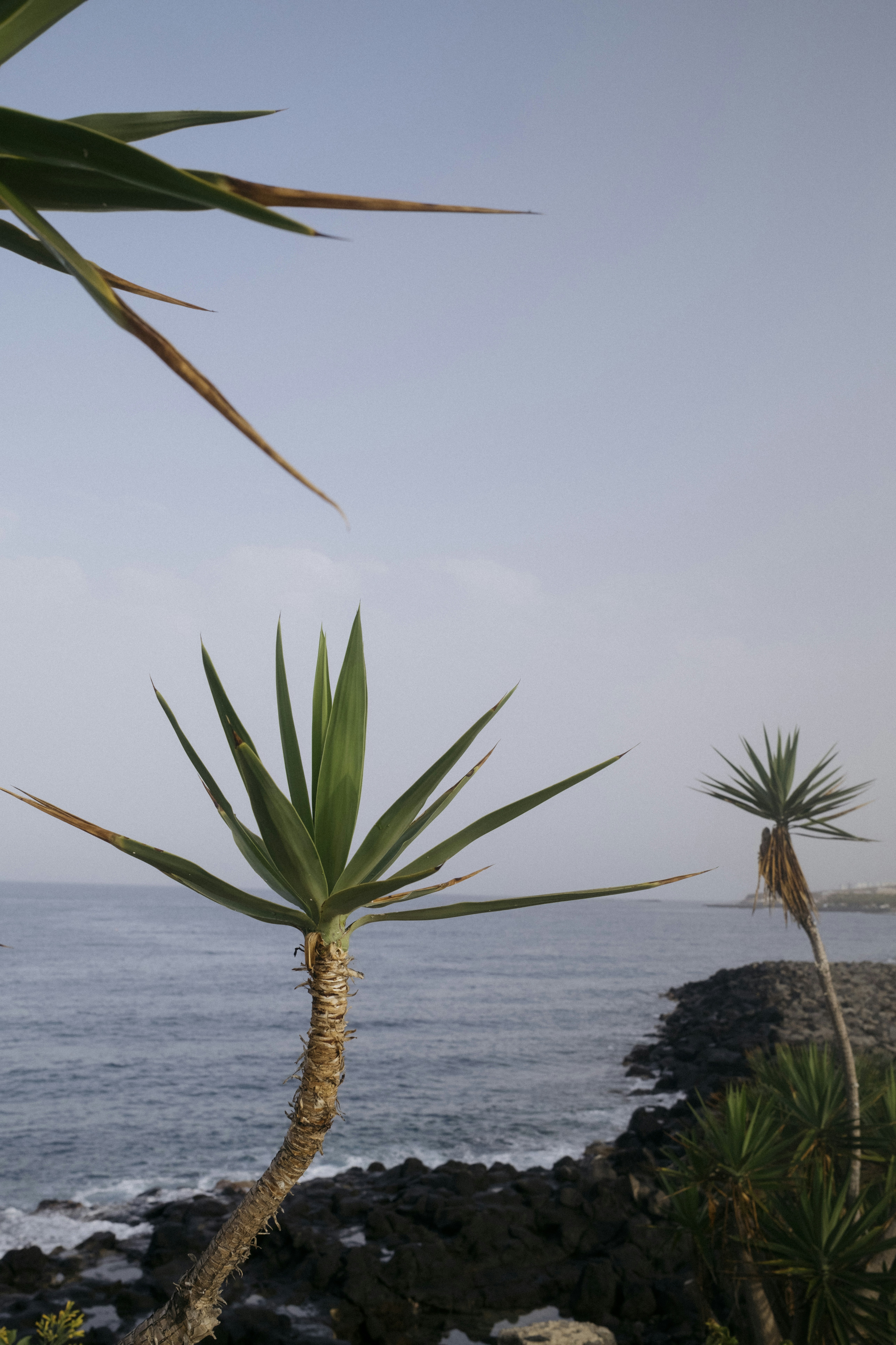 Deserted Coastal Palms Standing Guard Over Lava Rocks