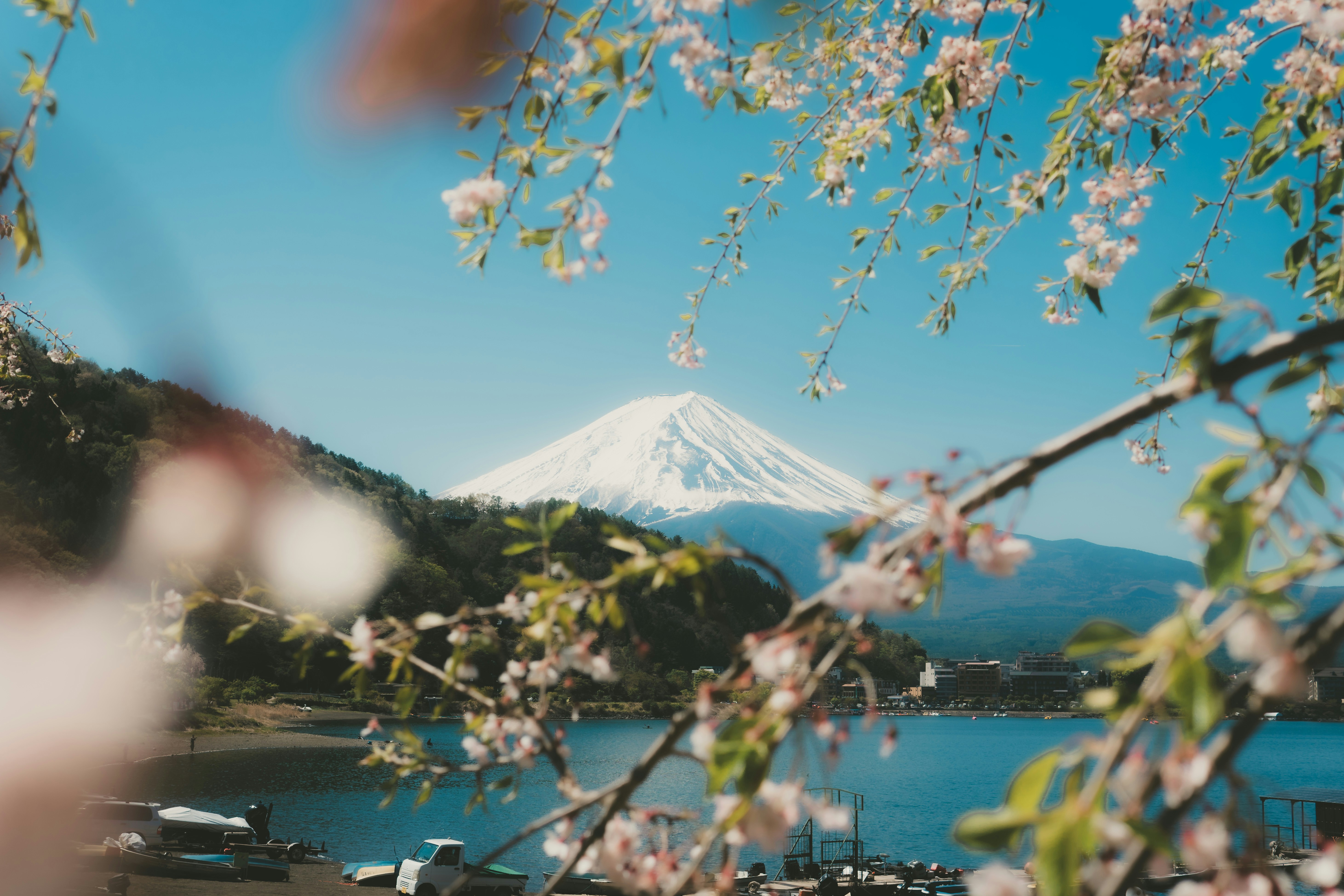 Snow Peak Framed by Spring Blossoms at Lake Shore