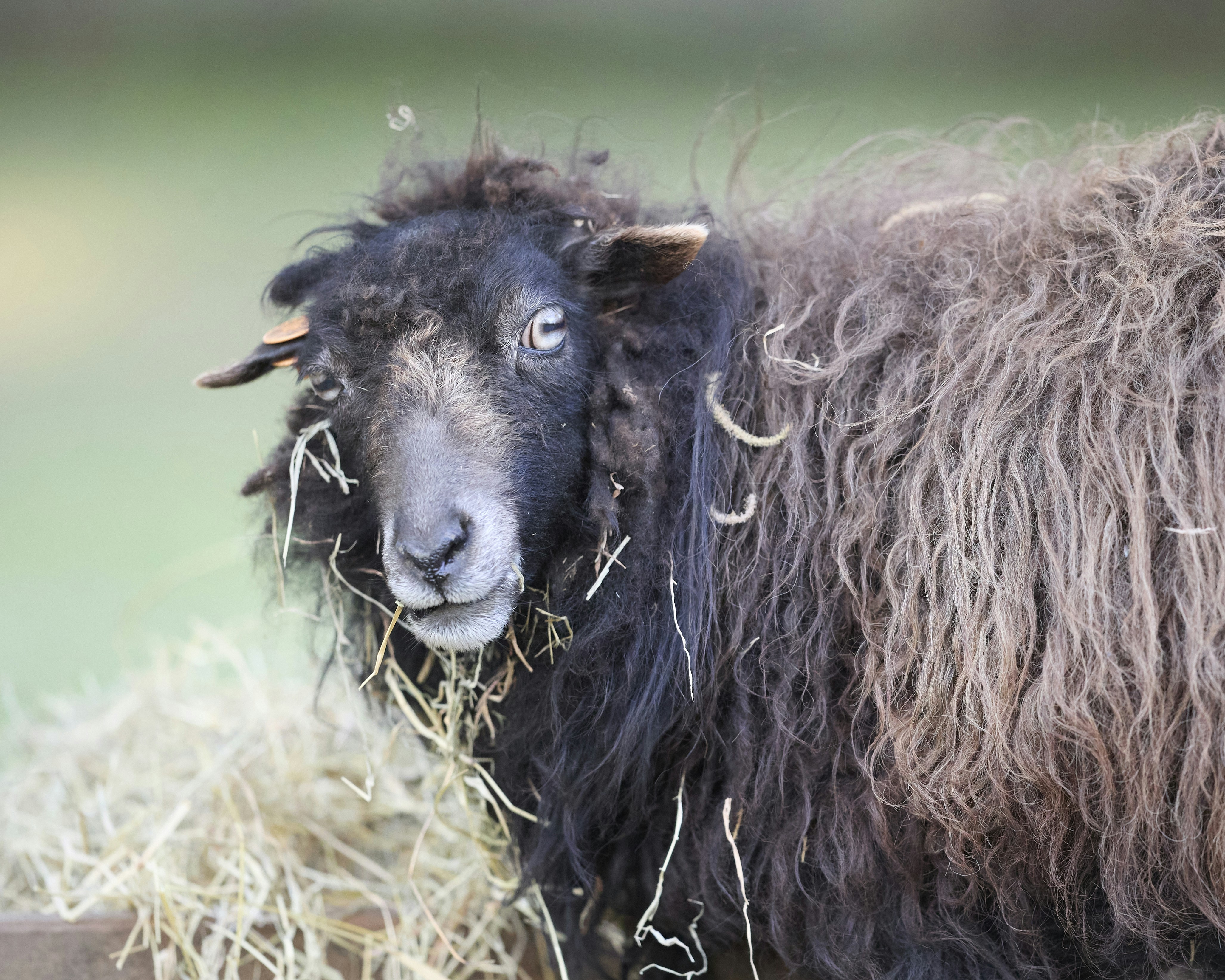 Close-Up of a Sheep’s Curious Gaze Peeking Through Wool