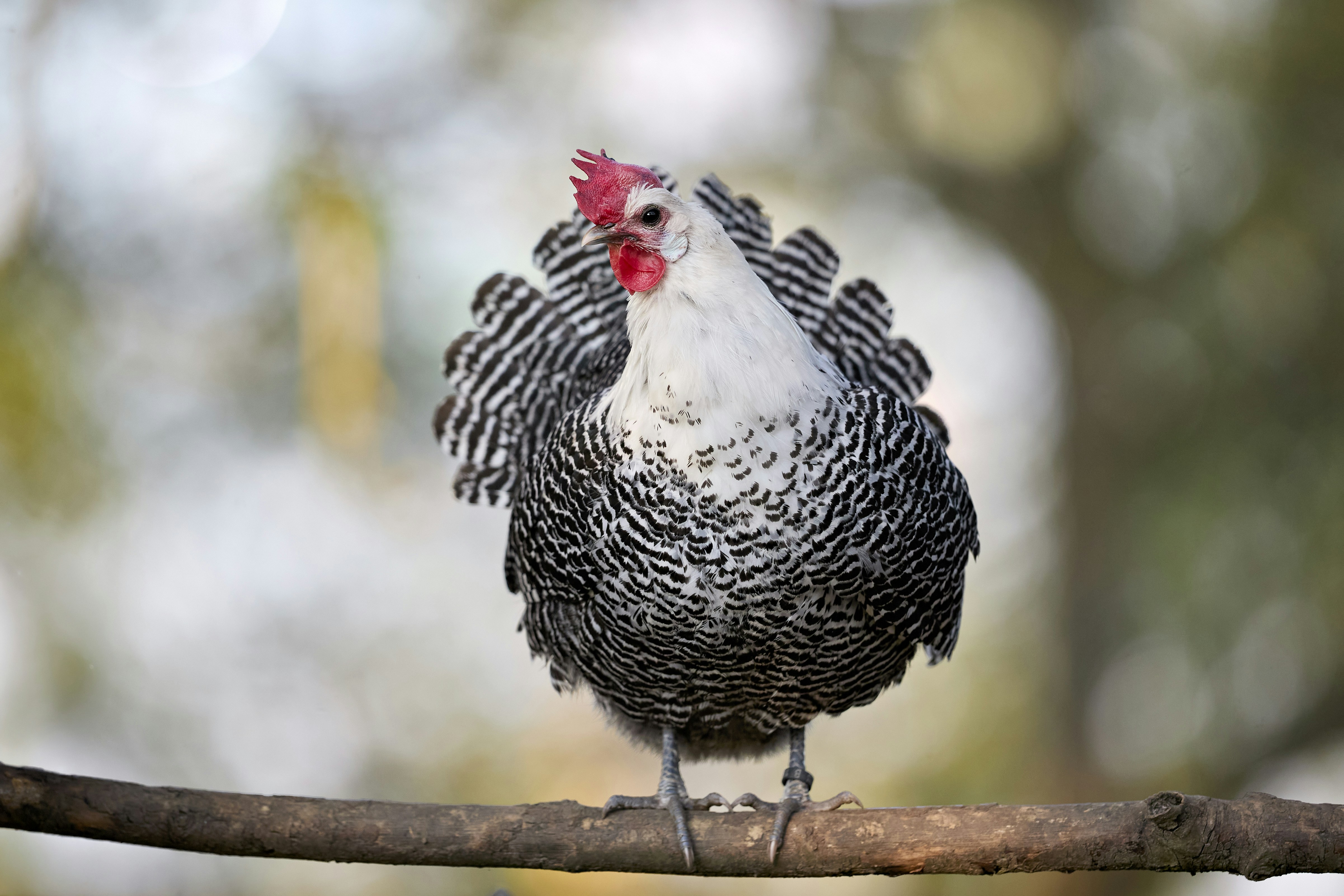 Zebra-patterned Rooster Perched on a Branch
