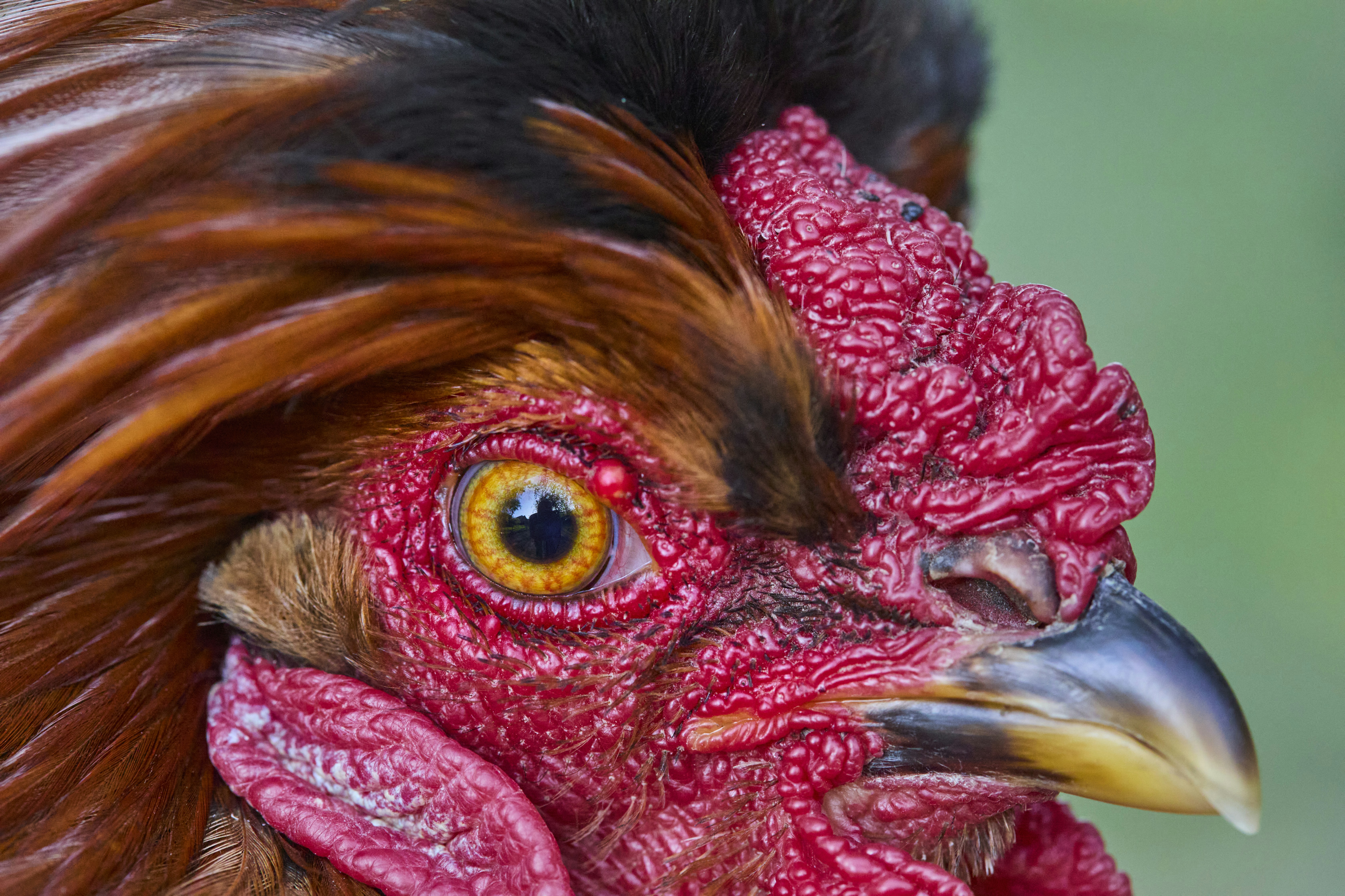 Close-Up of a Rooster's Eye: Fire Ring and Red Crest in Focus