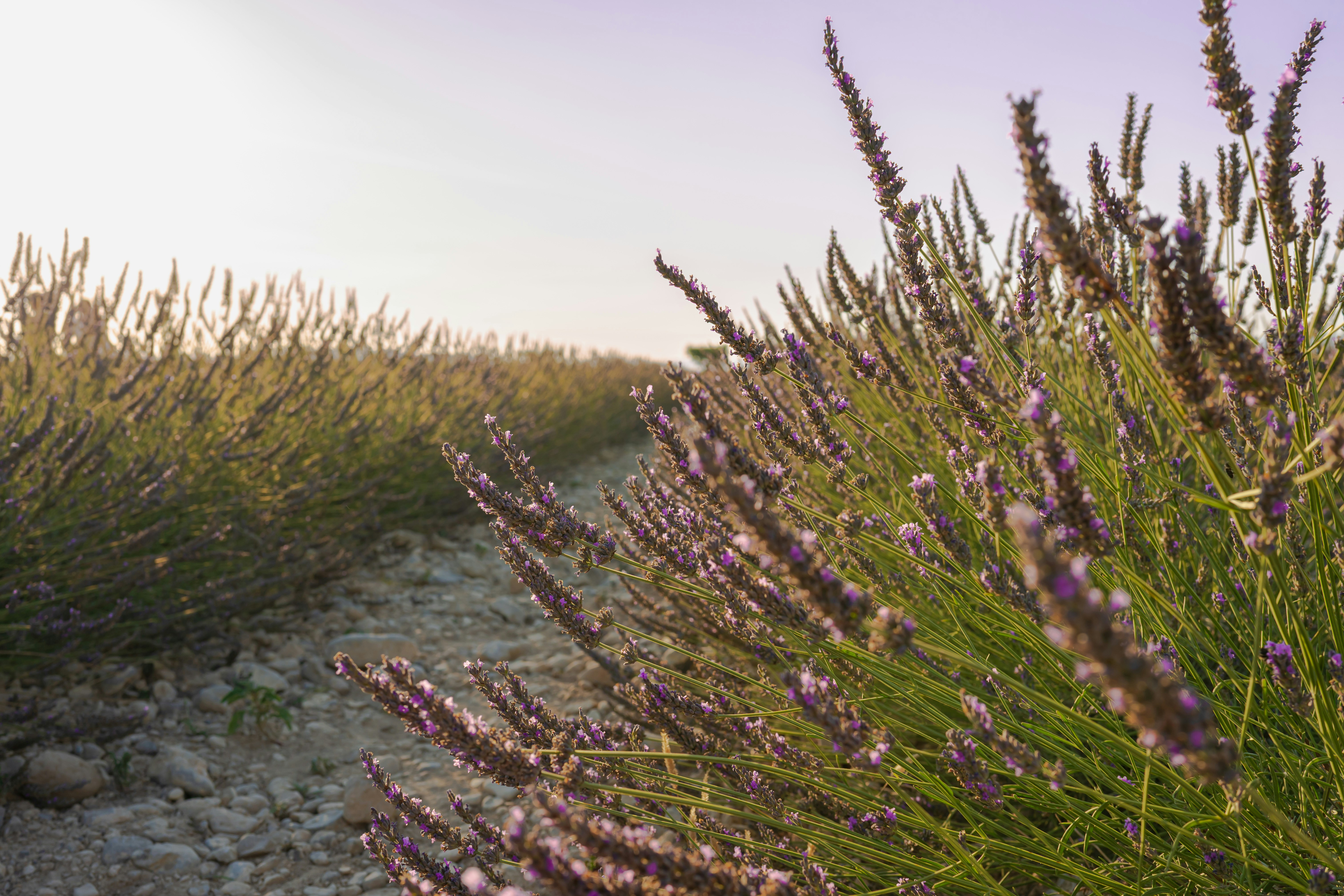Gros plan sur des branches de lavande avec une faible profondeur de champ, en bordure d'un chemin pierreux au cœur du plateau de Valensole, France. Lumière dorée du soleil de fin de journée