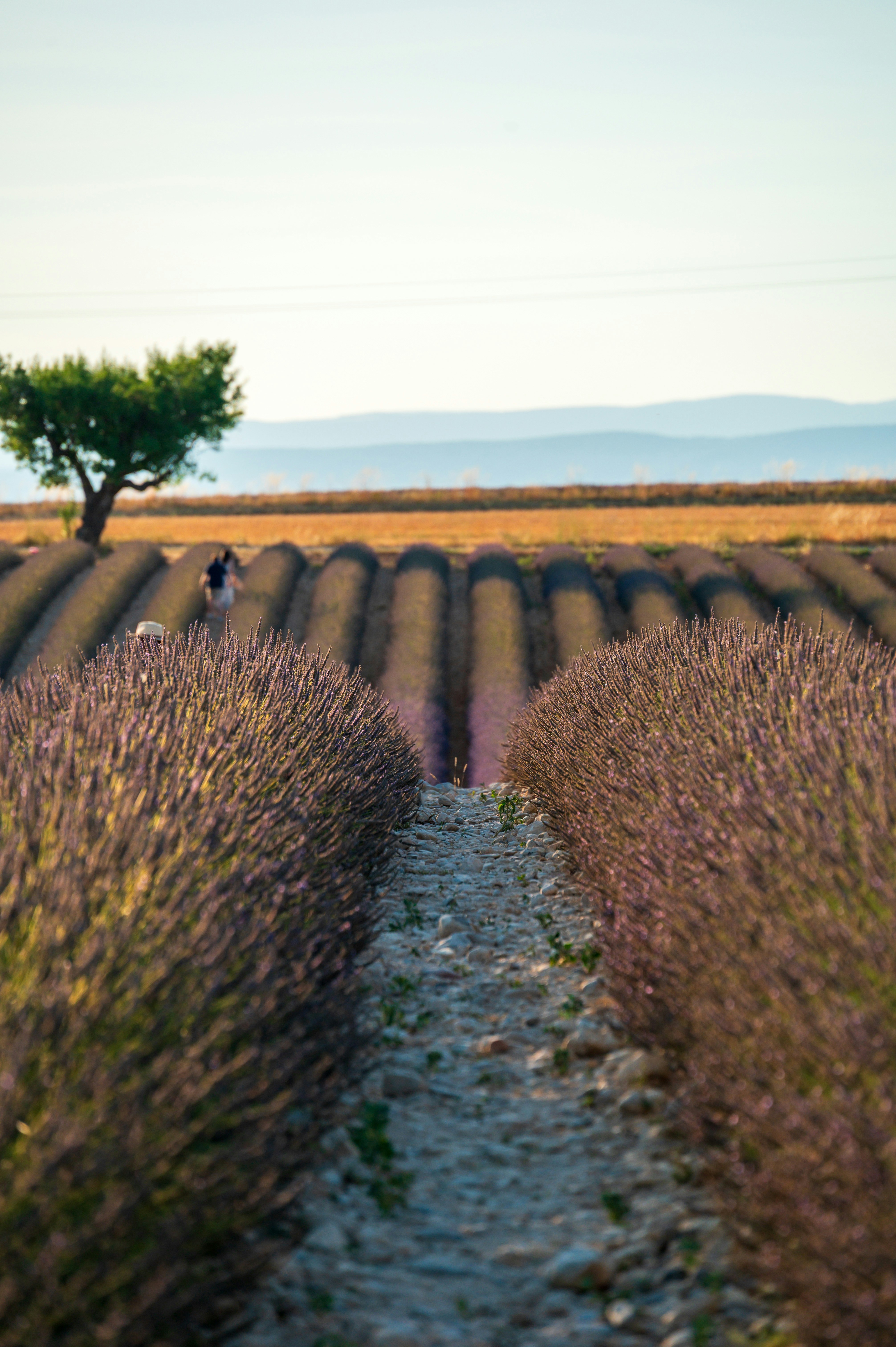 Rows of lavender recede toward a distant hillside under golden light, with a lone tree and a path hinting at a tranquil field scene.