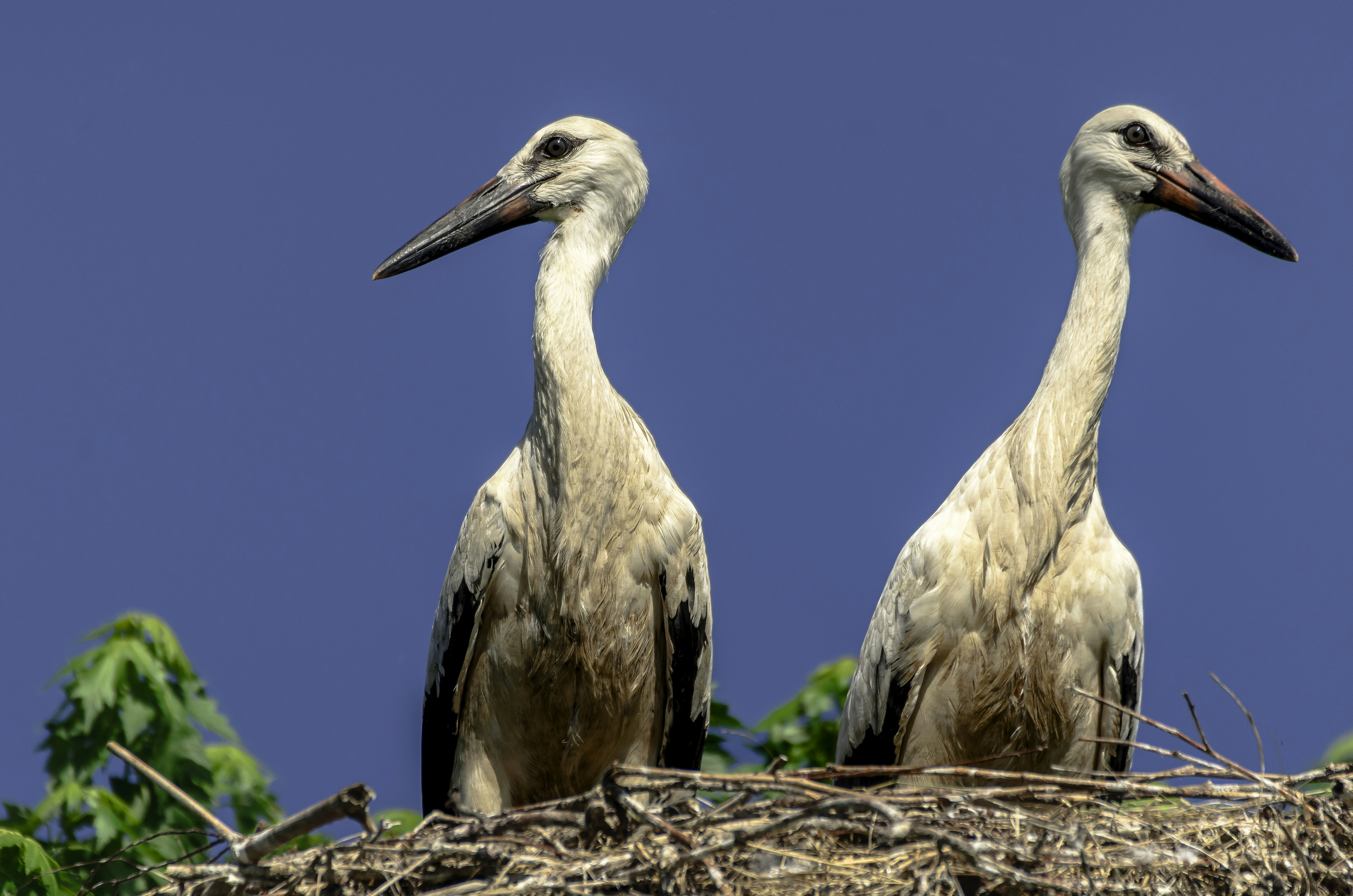Two vigilant storks guard a mossy nest against a clear blue sky