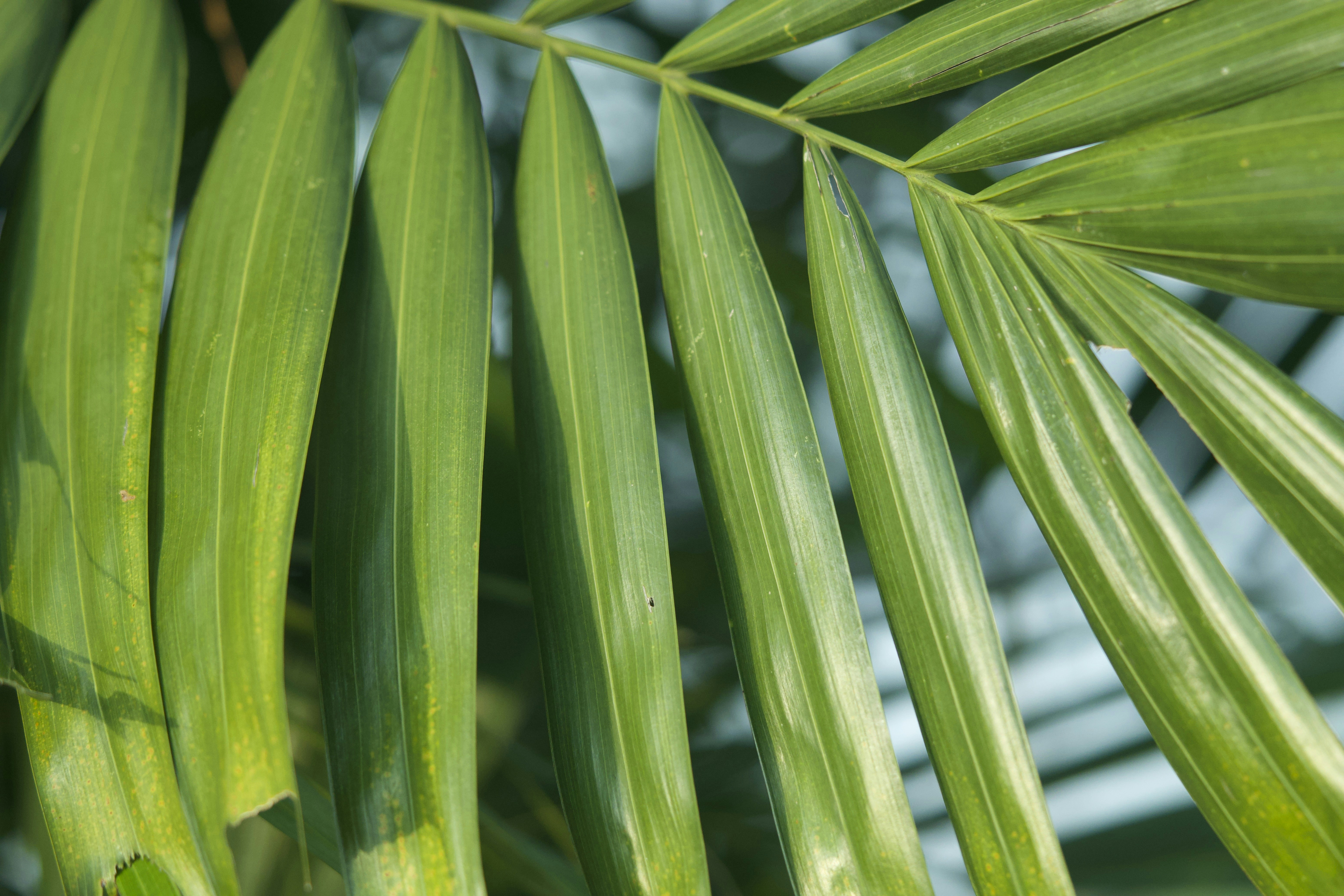 Close-up of sunlight-lit palm fronds with vivid green leaves, showcasing natural texture and linear geometry.