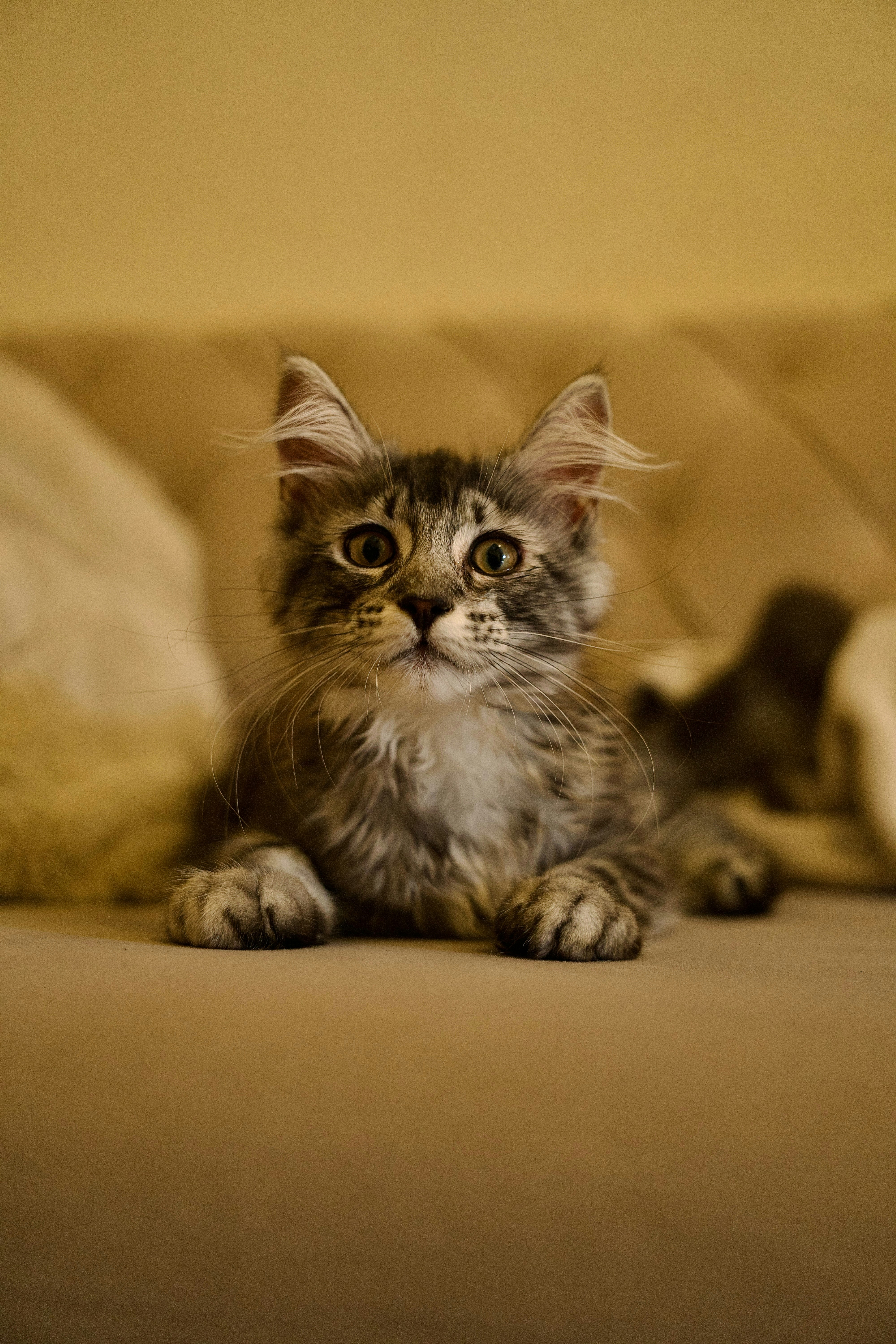 Curious Kitten: A Gentle Stare from the Furred Foreground