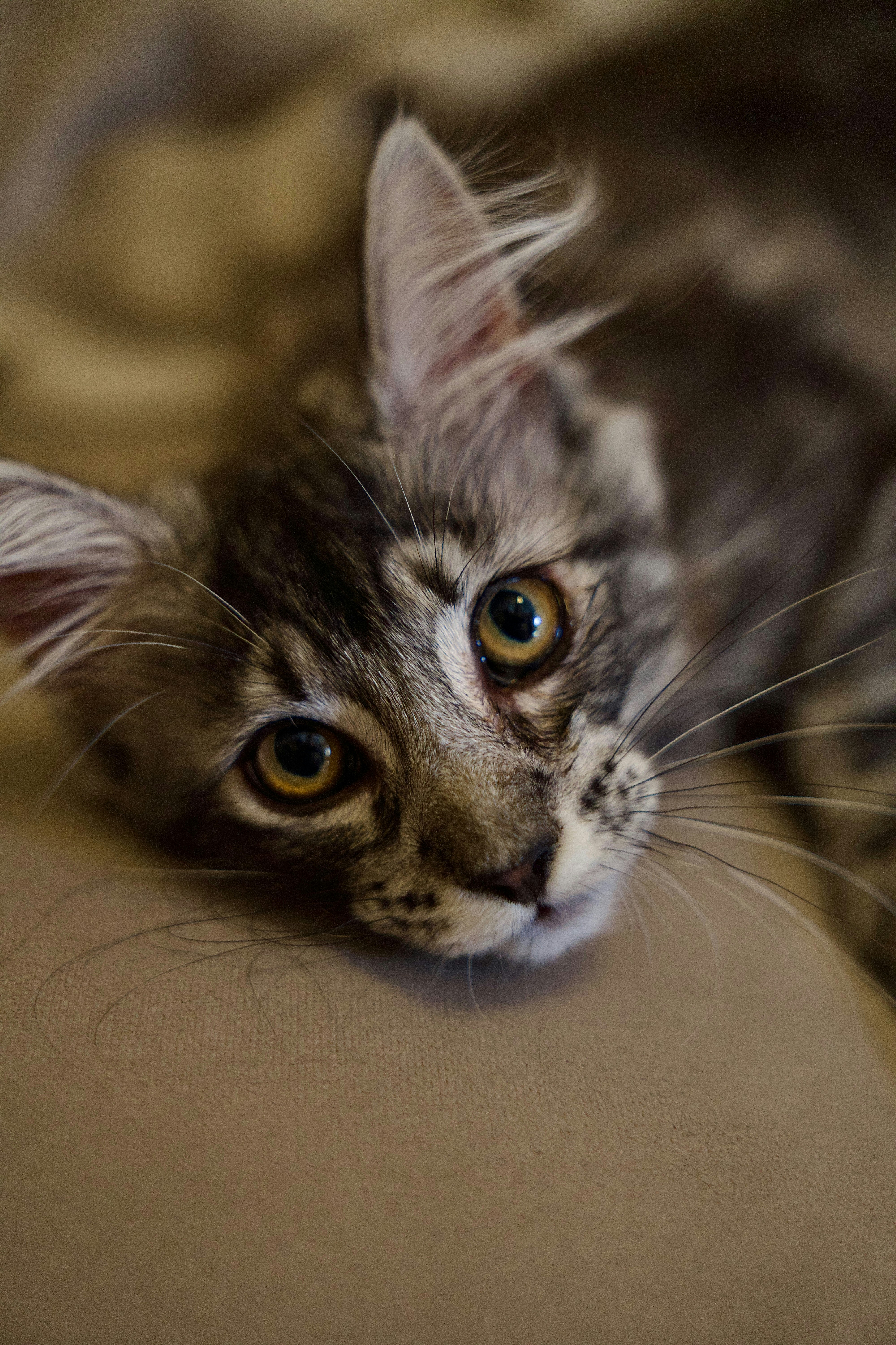 Soft Gaze: A kitten's Curiosity Resting on a Cushioned Edge