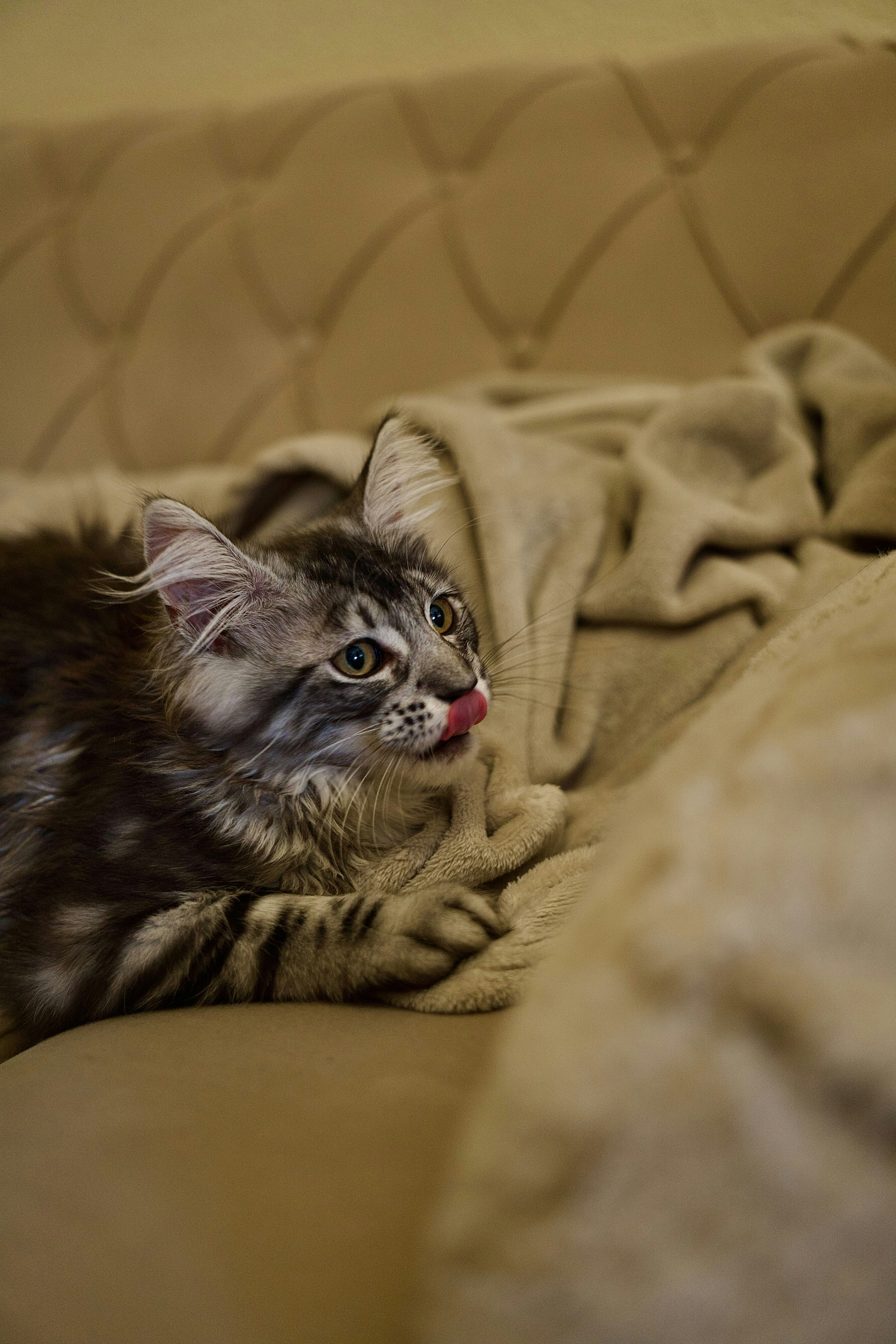 Whiskered Sunrise: A Curious Kitten on a Velvet Couch