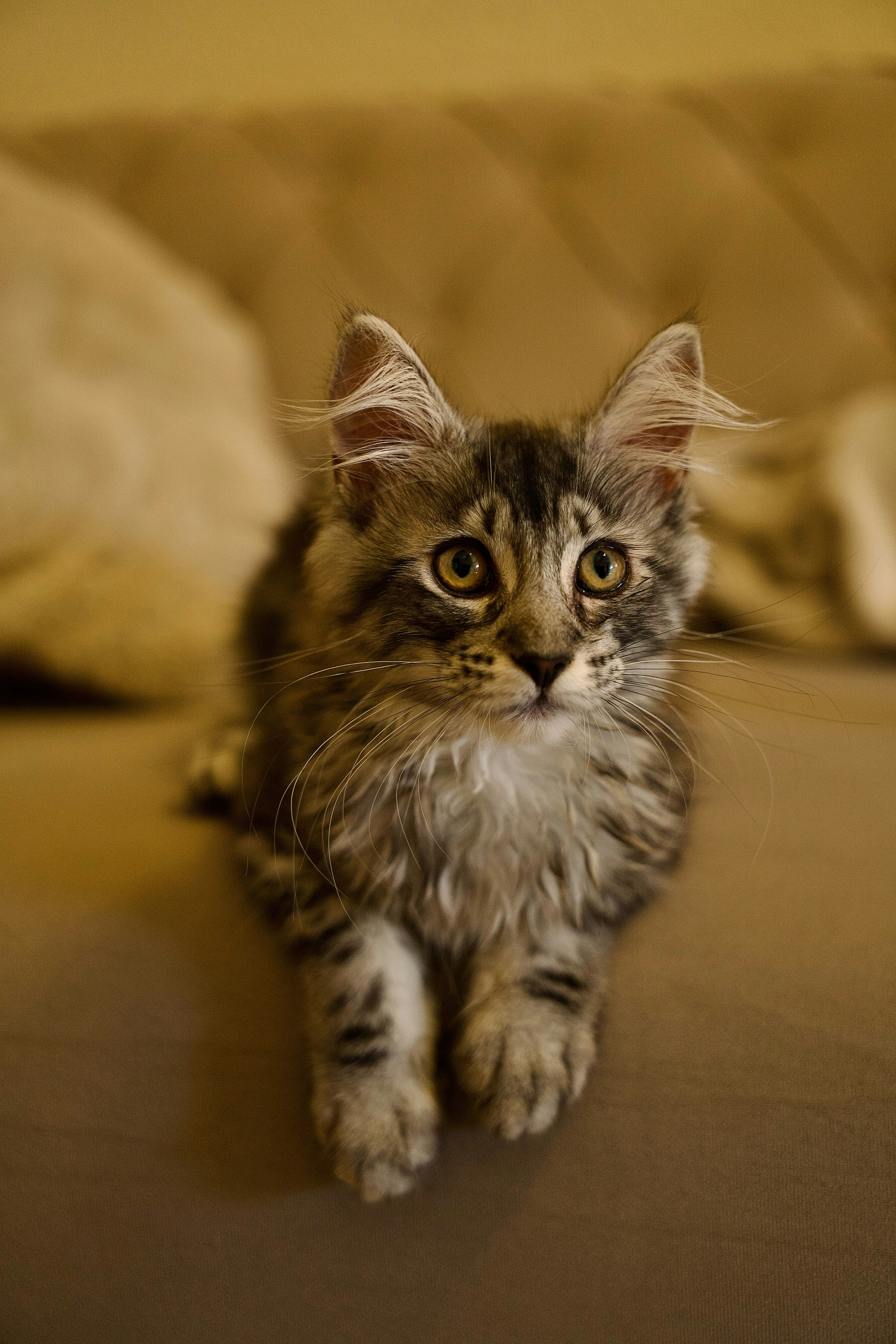 Whiskered Wonder: A Curious Kitten Gaze on Soft Bedding