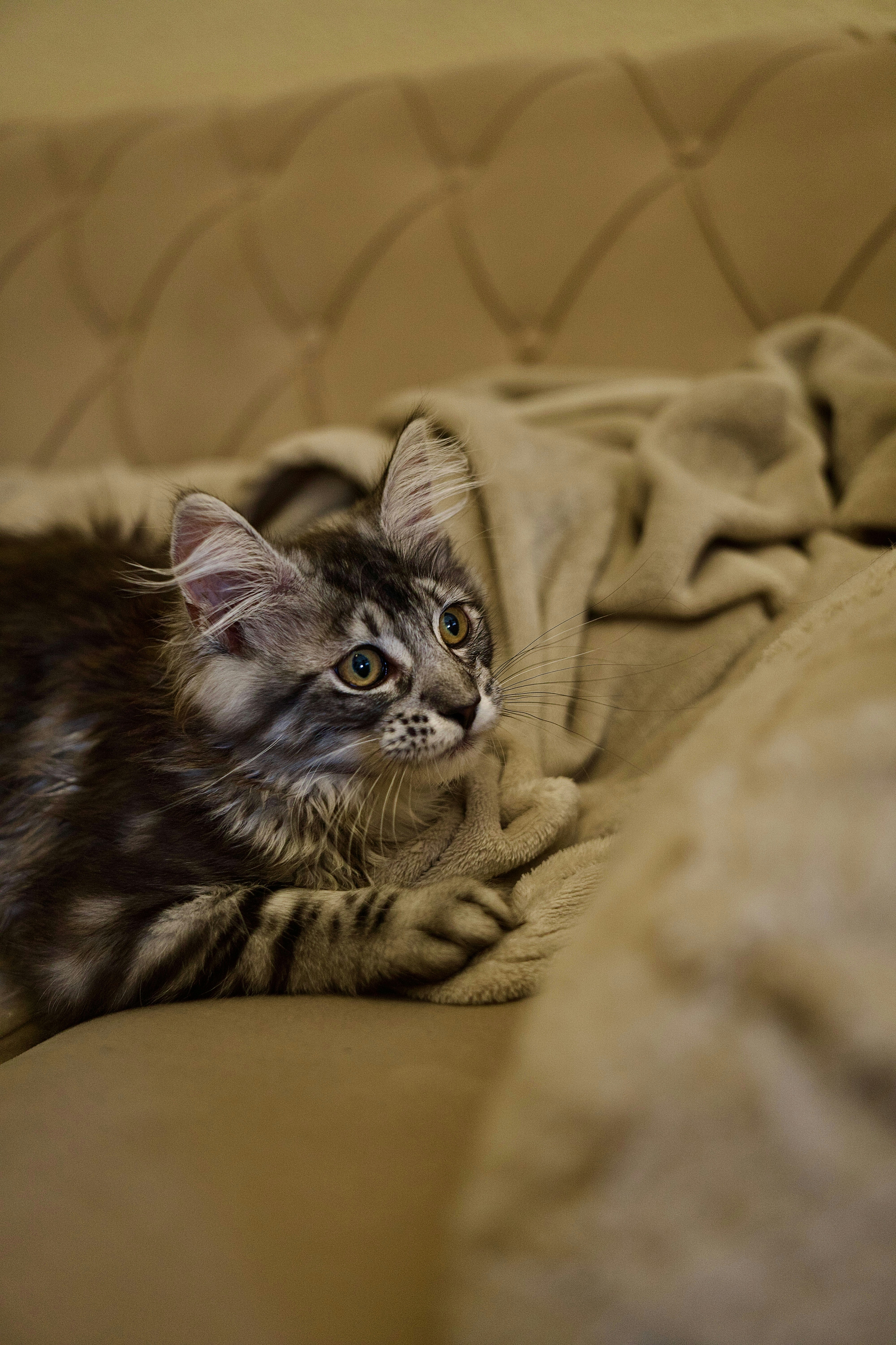 Curious Kitten Stares Down the Cozy Blanket Horizon