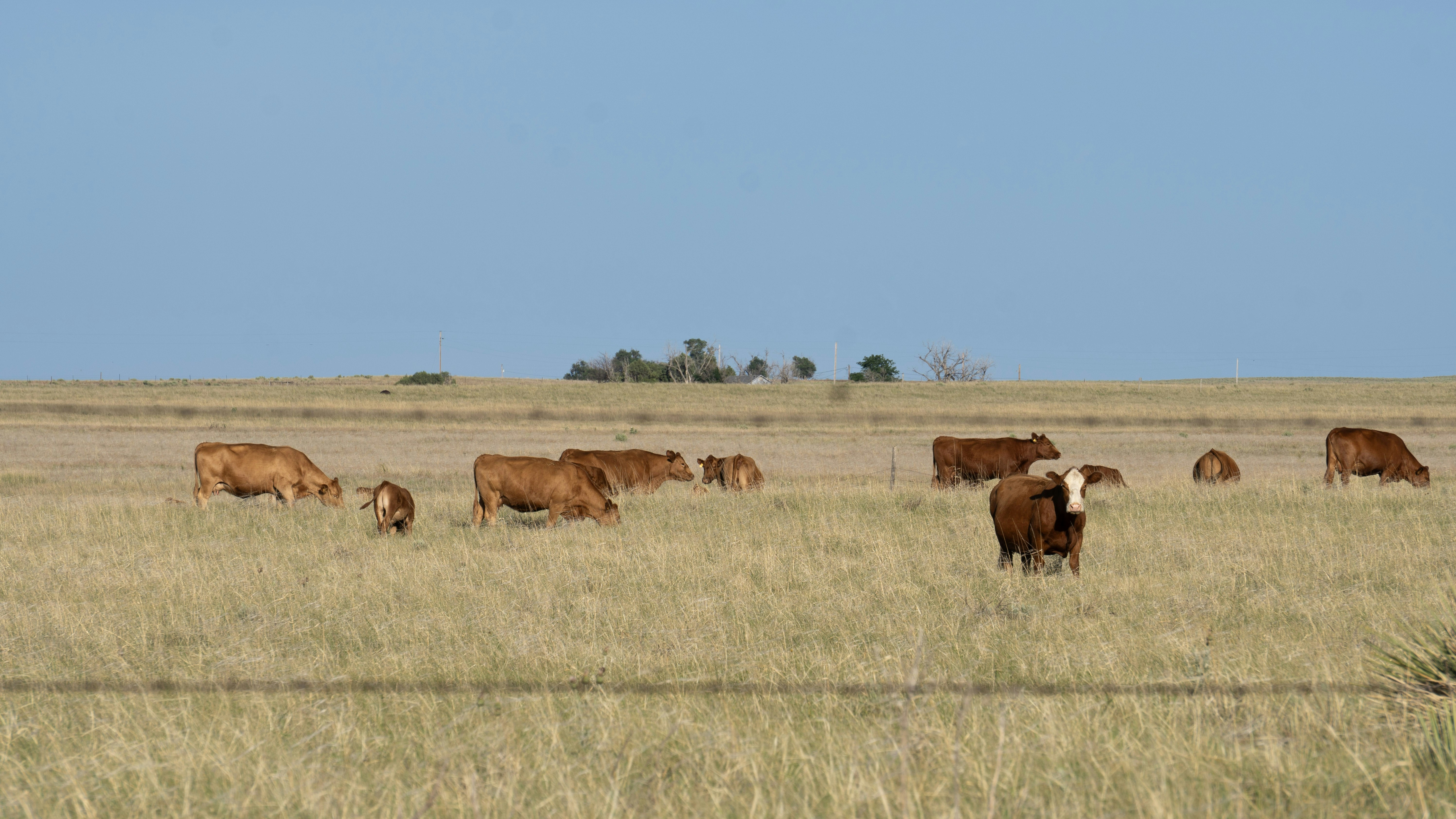 Pasture Assembly: A Herd of Brown Cattle on a Flat Prairie