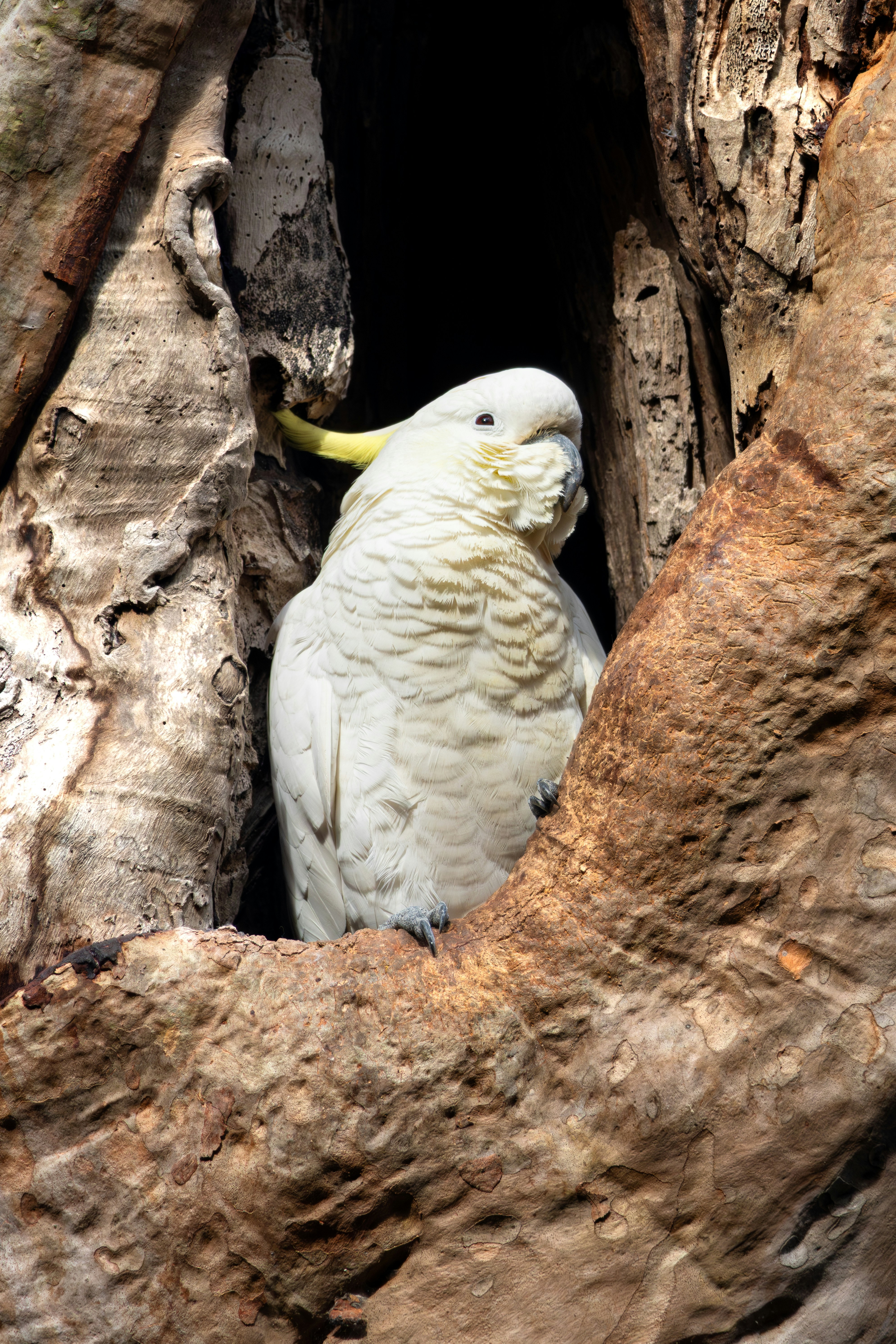 Curious White Cockatoo Nestled in Ancient Oak