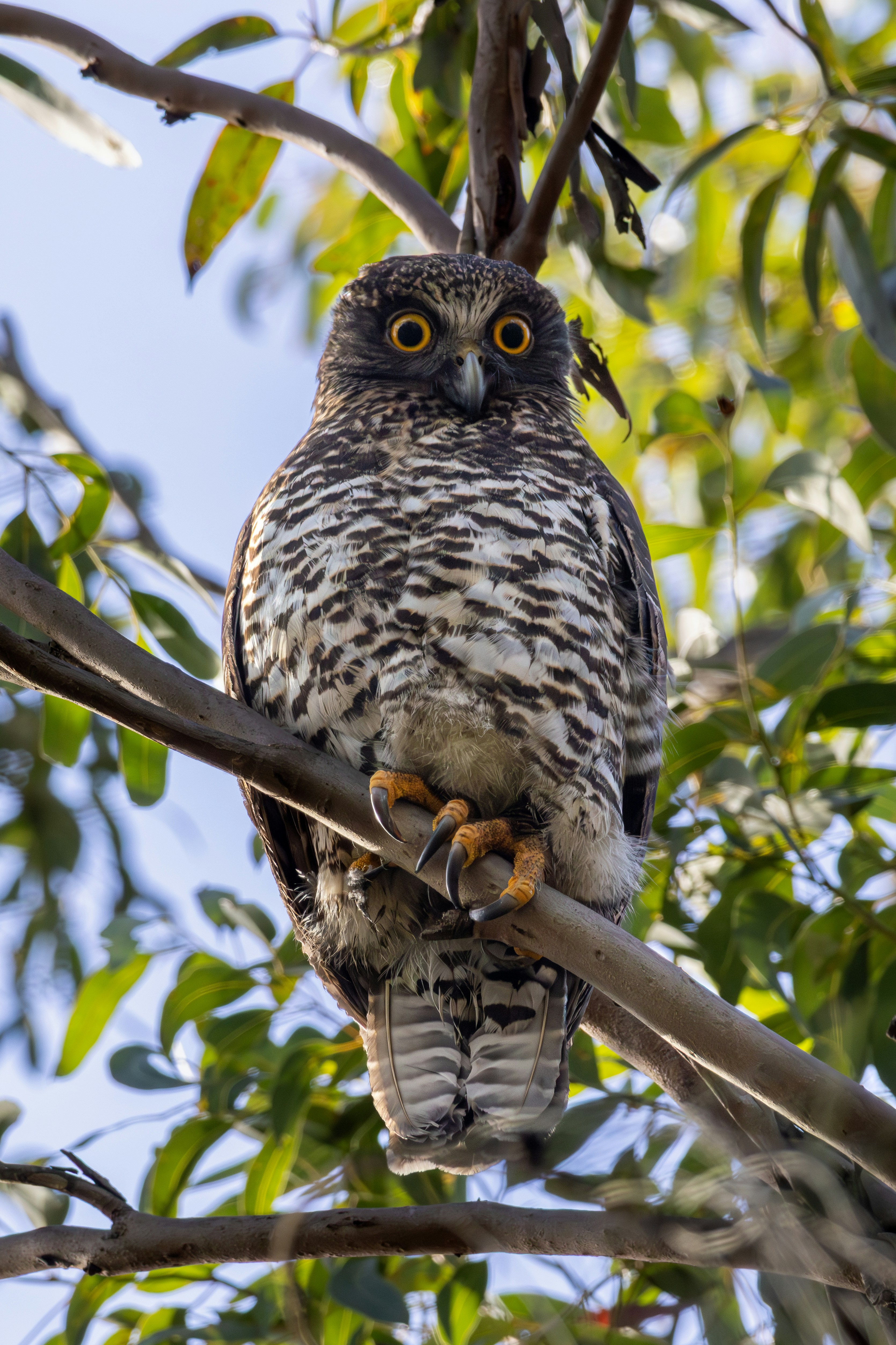Warning Stare: Striking Owl of the Branch