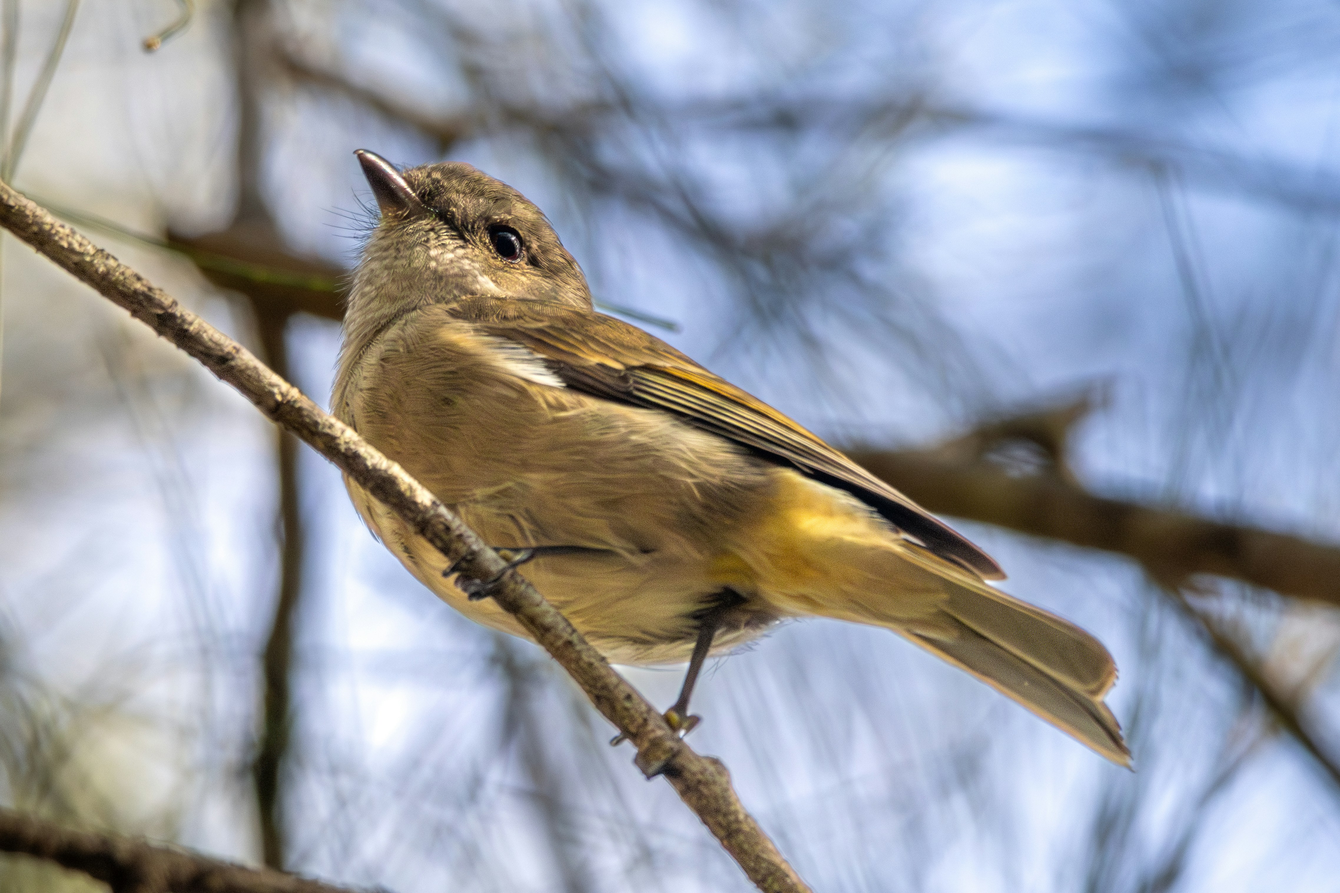 Perched Warbler in Spring Light