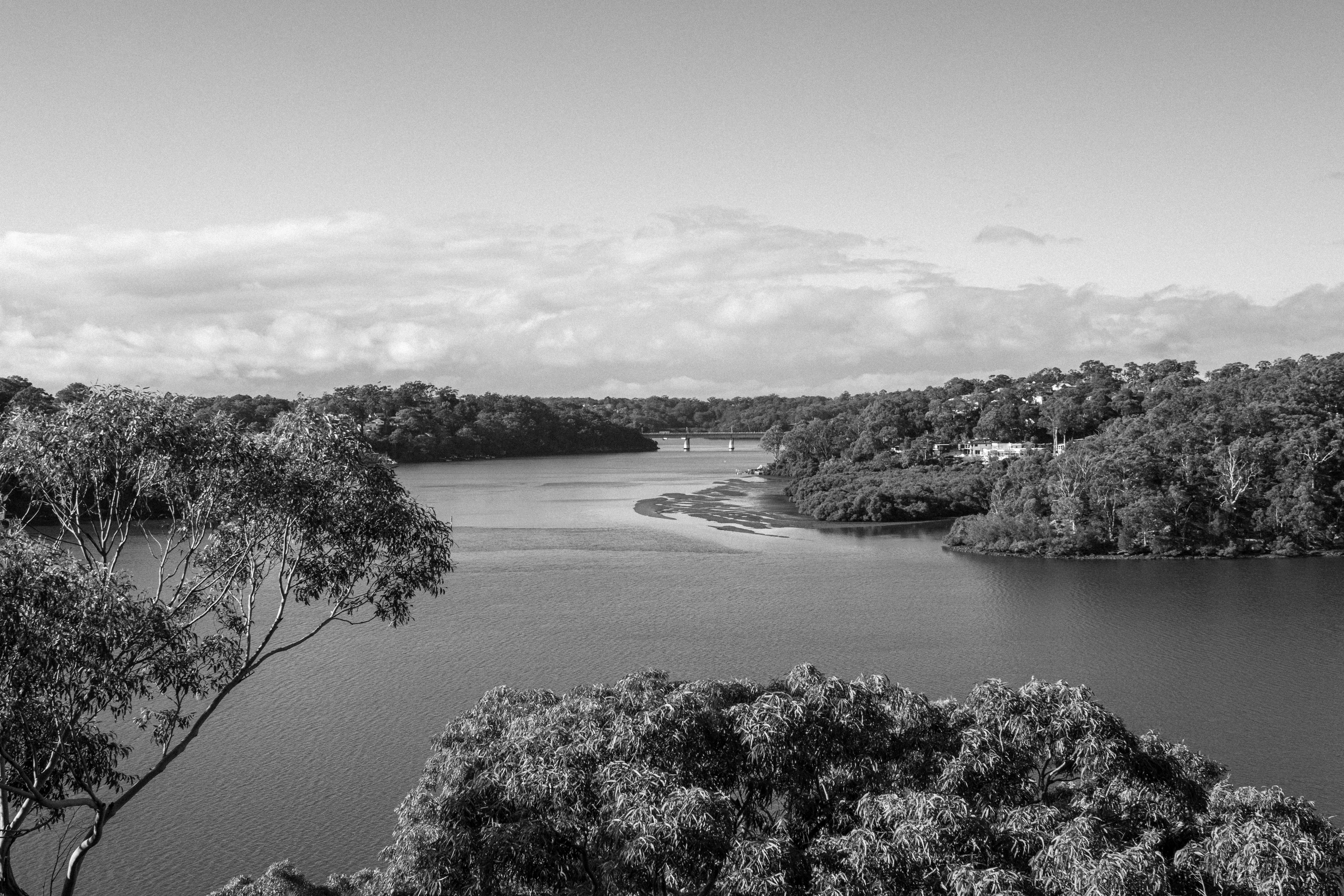 Quiet estuary panorama framed by treetops