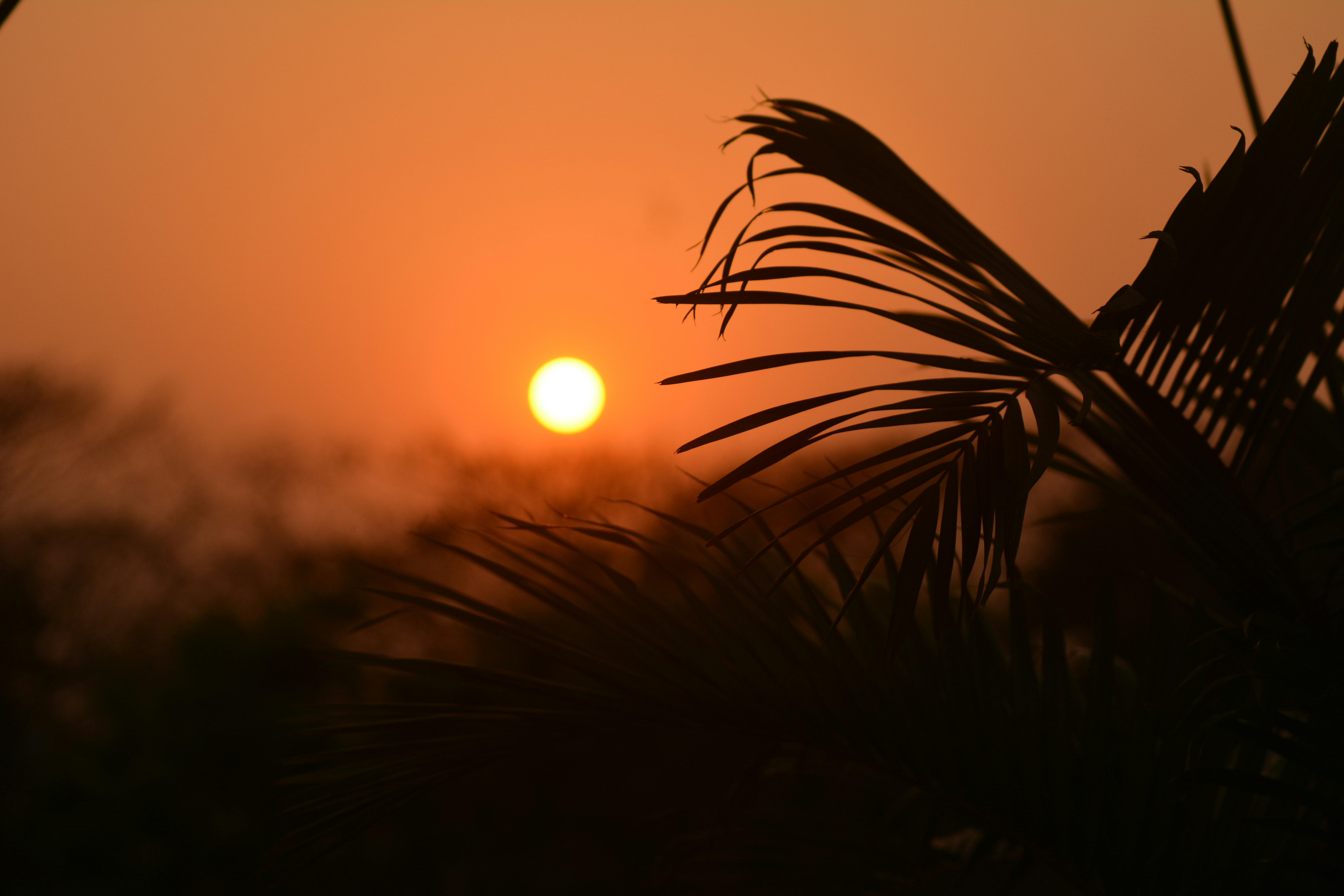 Sunset Silhouette: Palm Fronds Framing a Quiet Orange Horizon