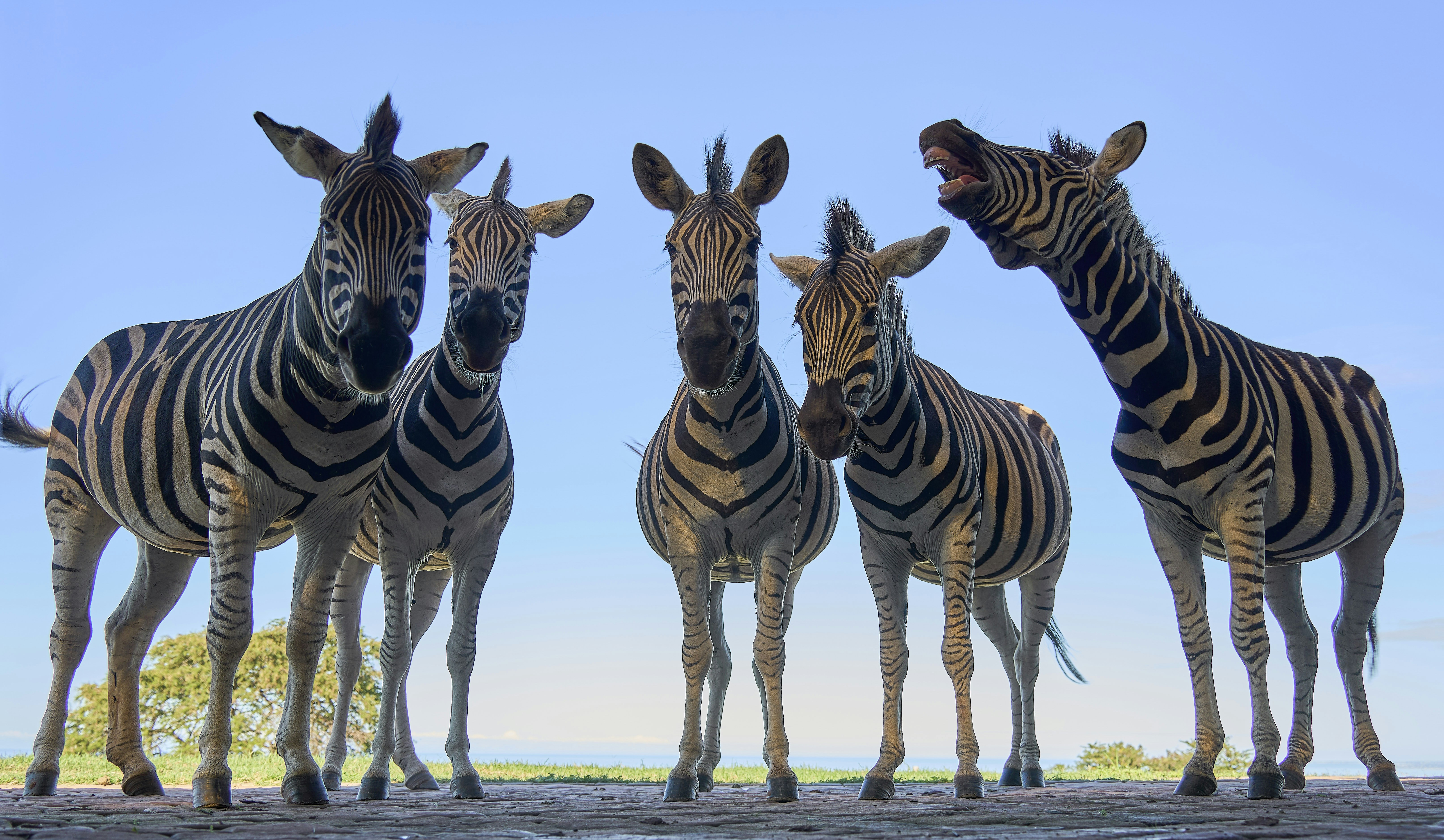 Photo by Wolfgang Hasselmann with Sony Alpha 7 IV