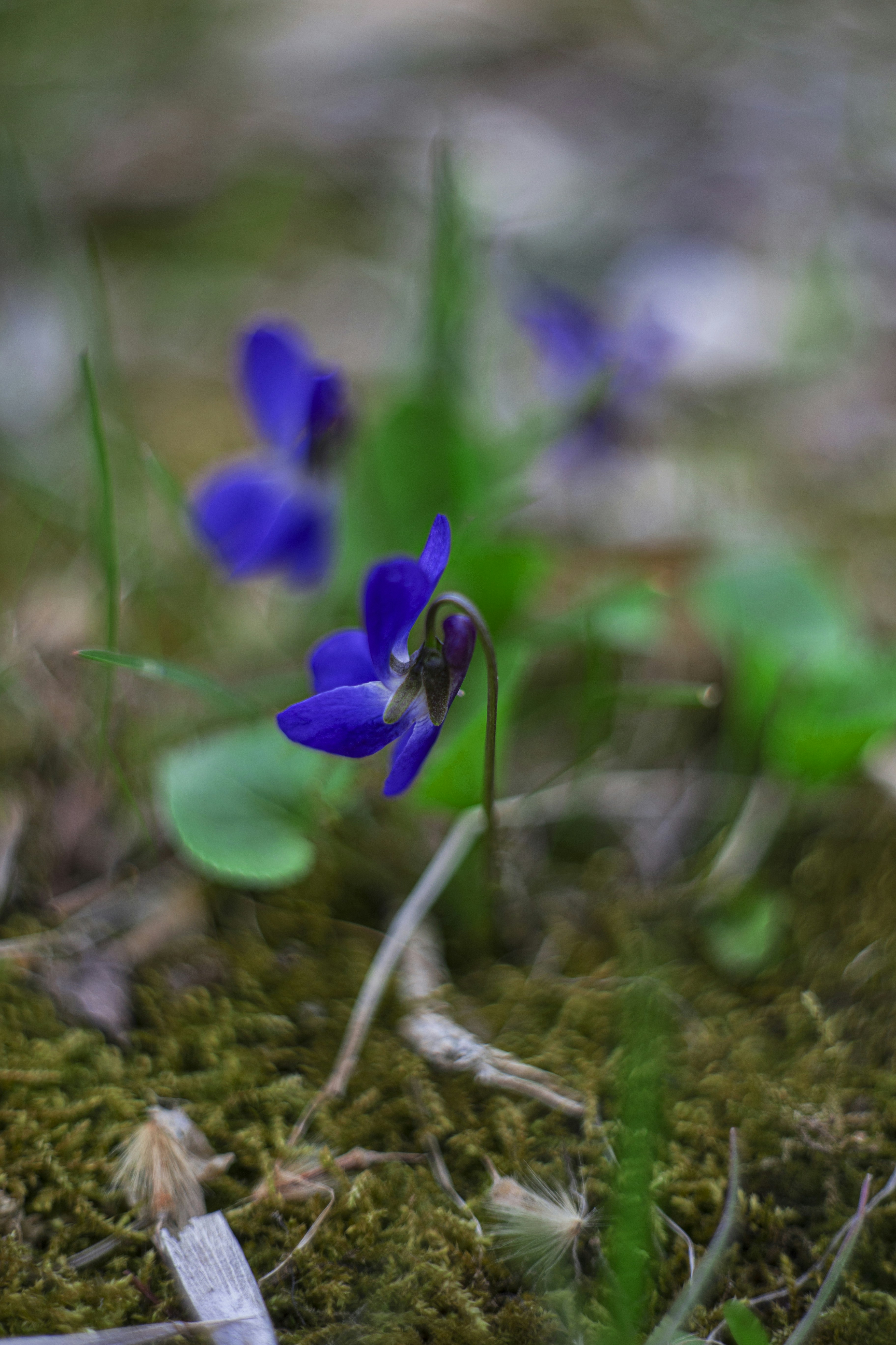 Violet Blossom in Soft Focus Micro-World
