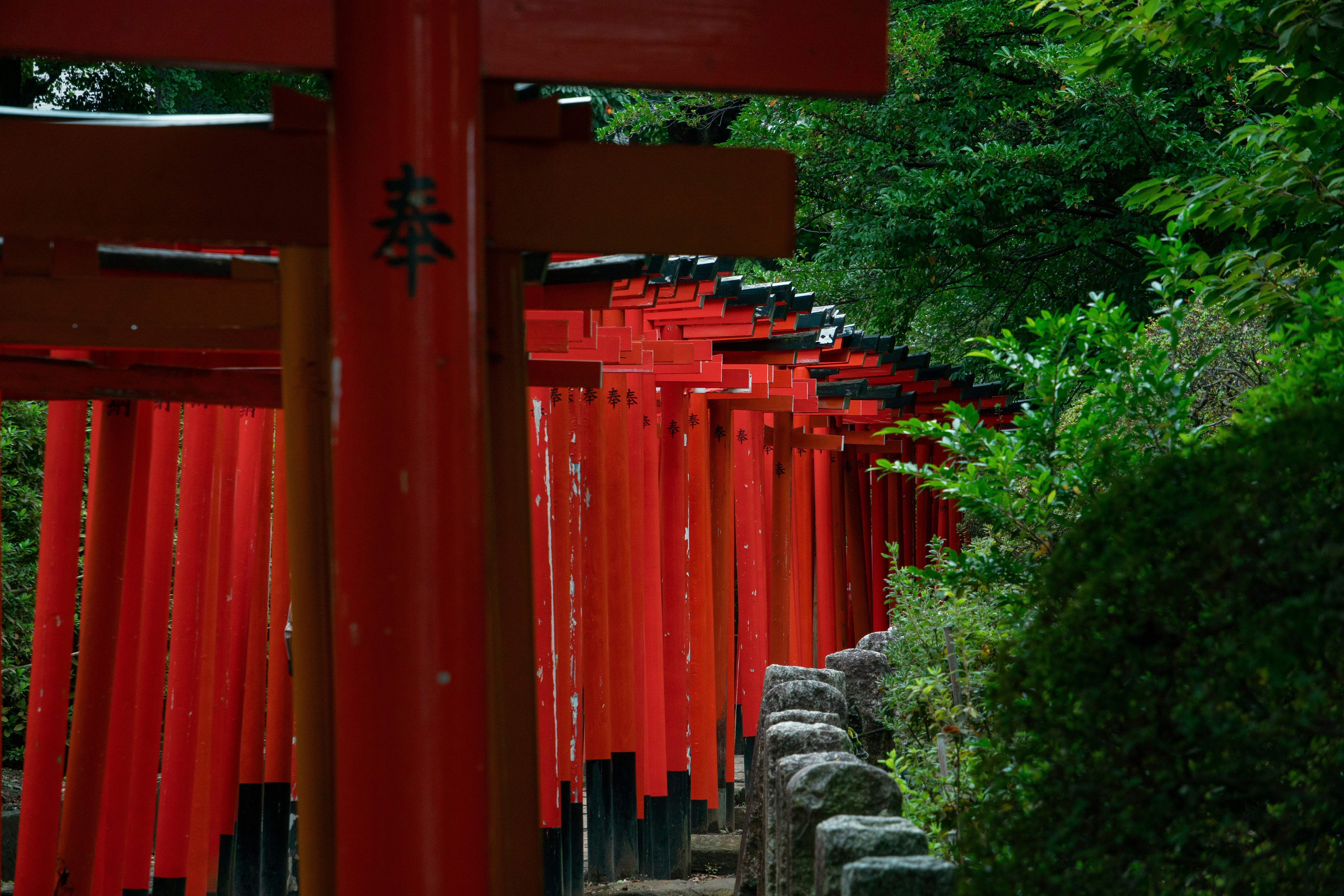 Red Corridor of Torii: A Path Through the Gates