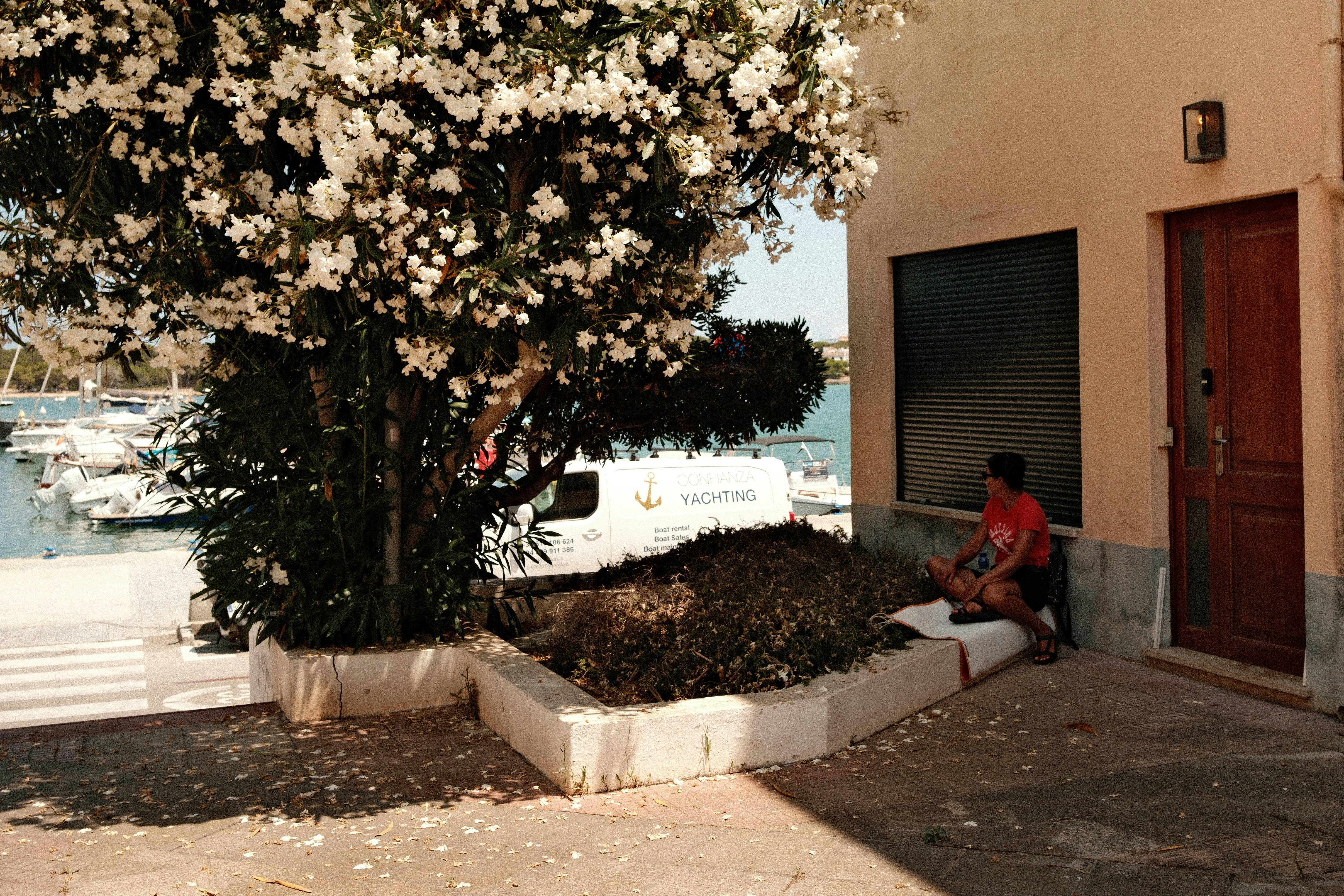 Sunlit Harbor Bench: A Quiet Moment by the White Blossoms
