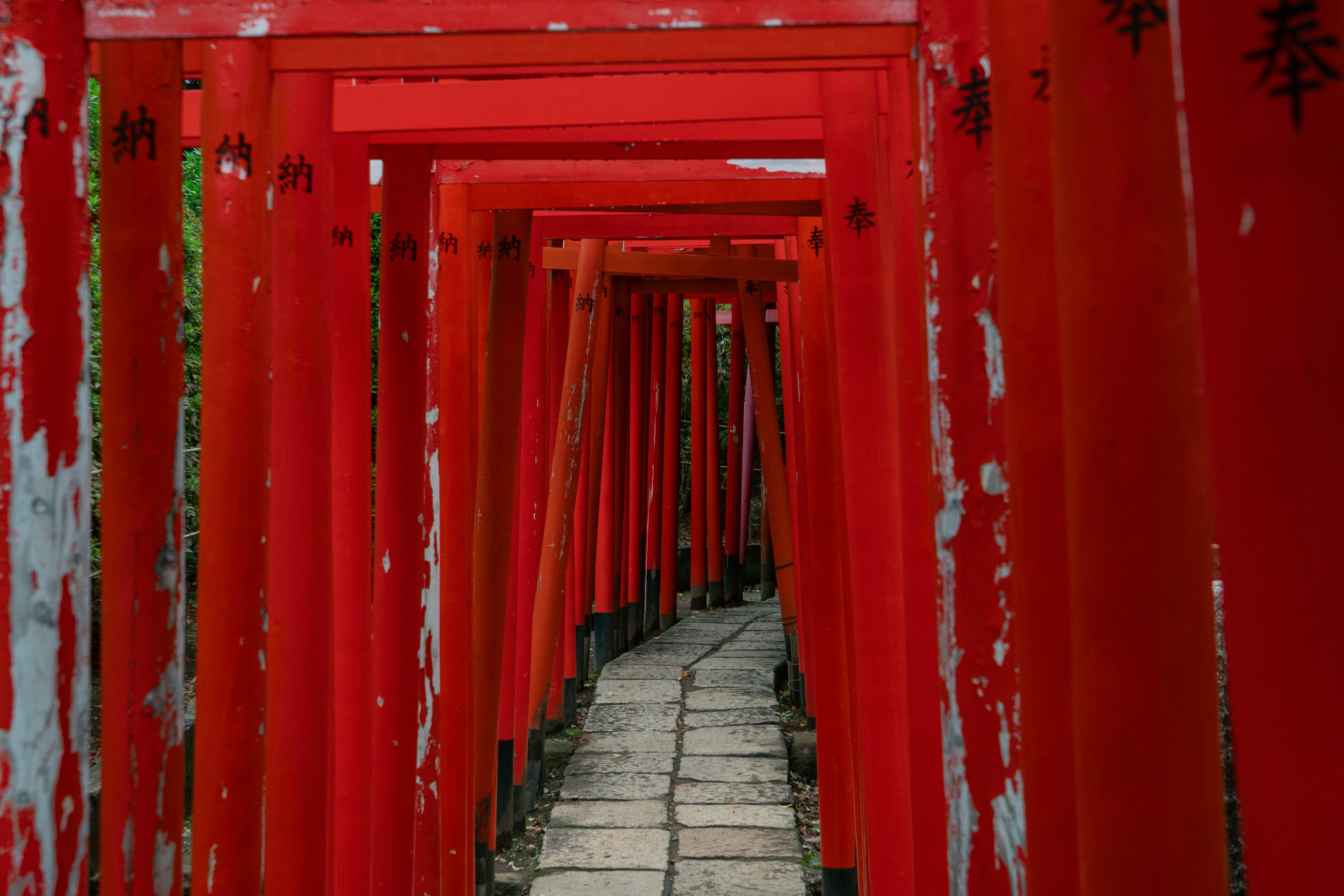 Red Corridor: A Sacred Path through Wind-Worn Torii