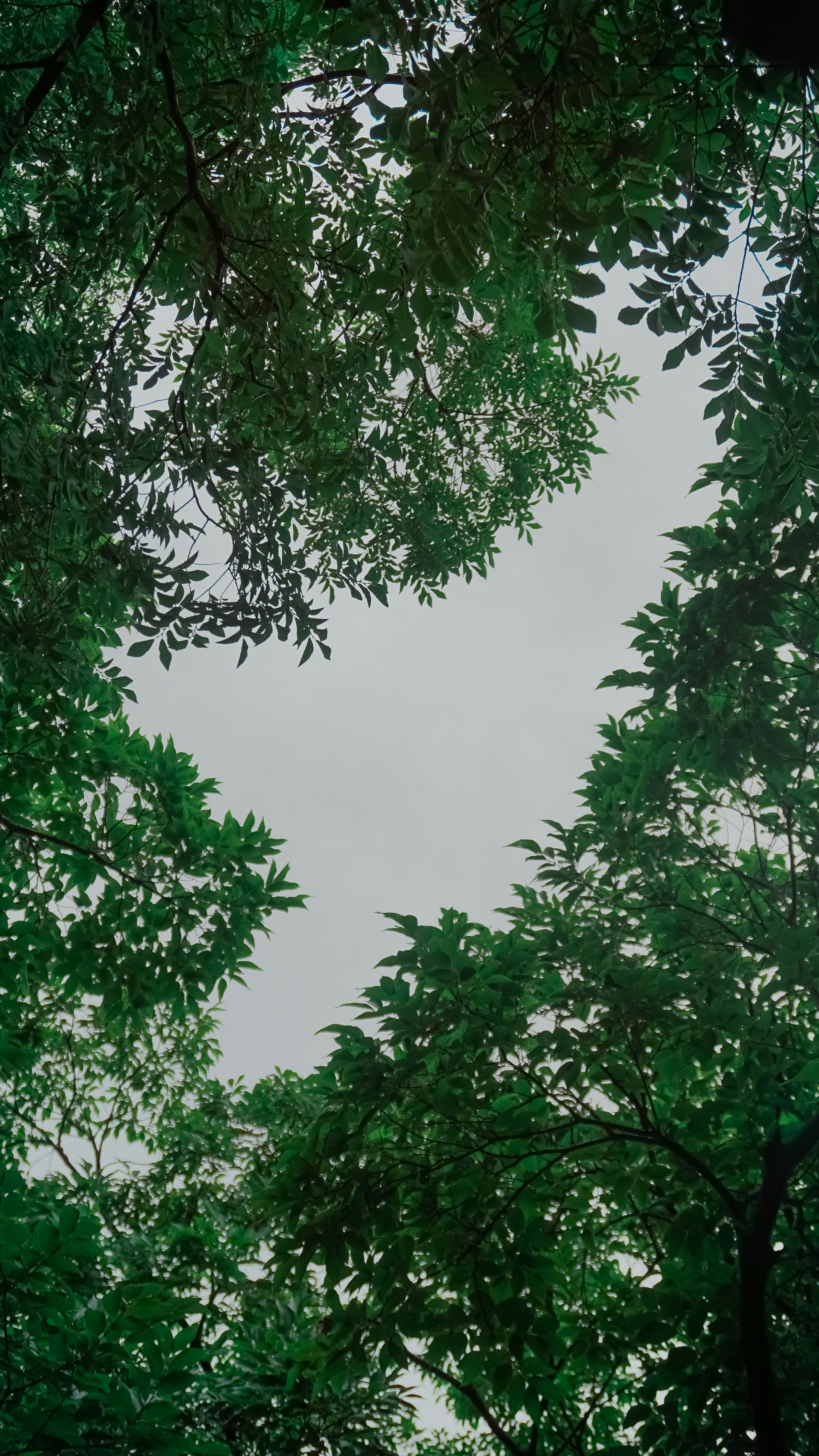 Canopy Circle: A Skyward View Through Verdant Fronds