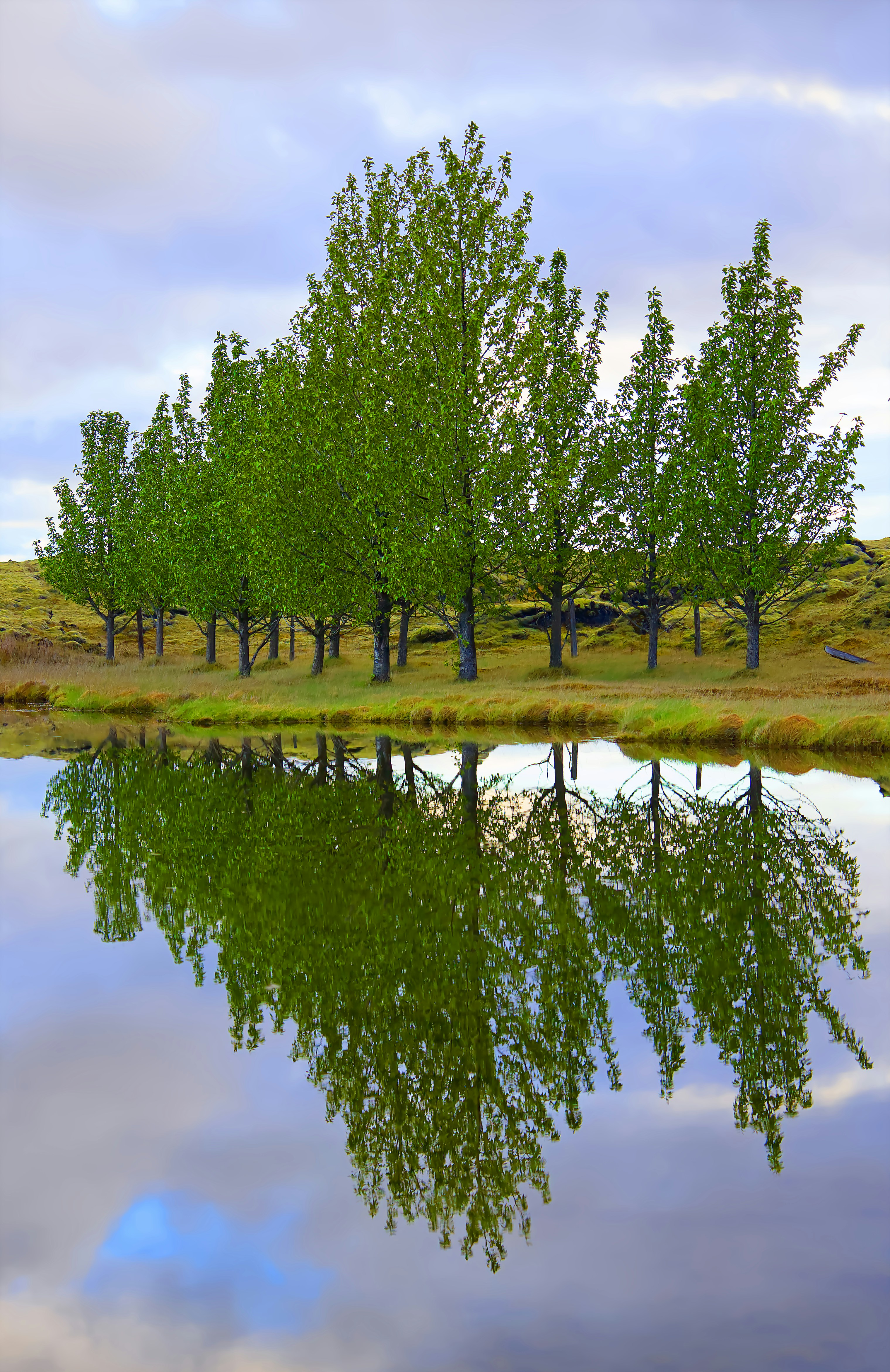 Mirror Trees: Row of Green Elms Reflecting on Still Waters