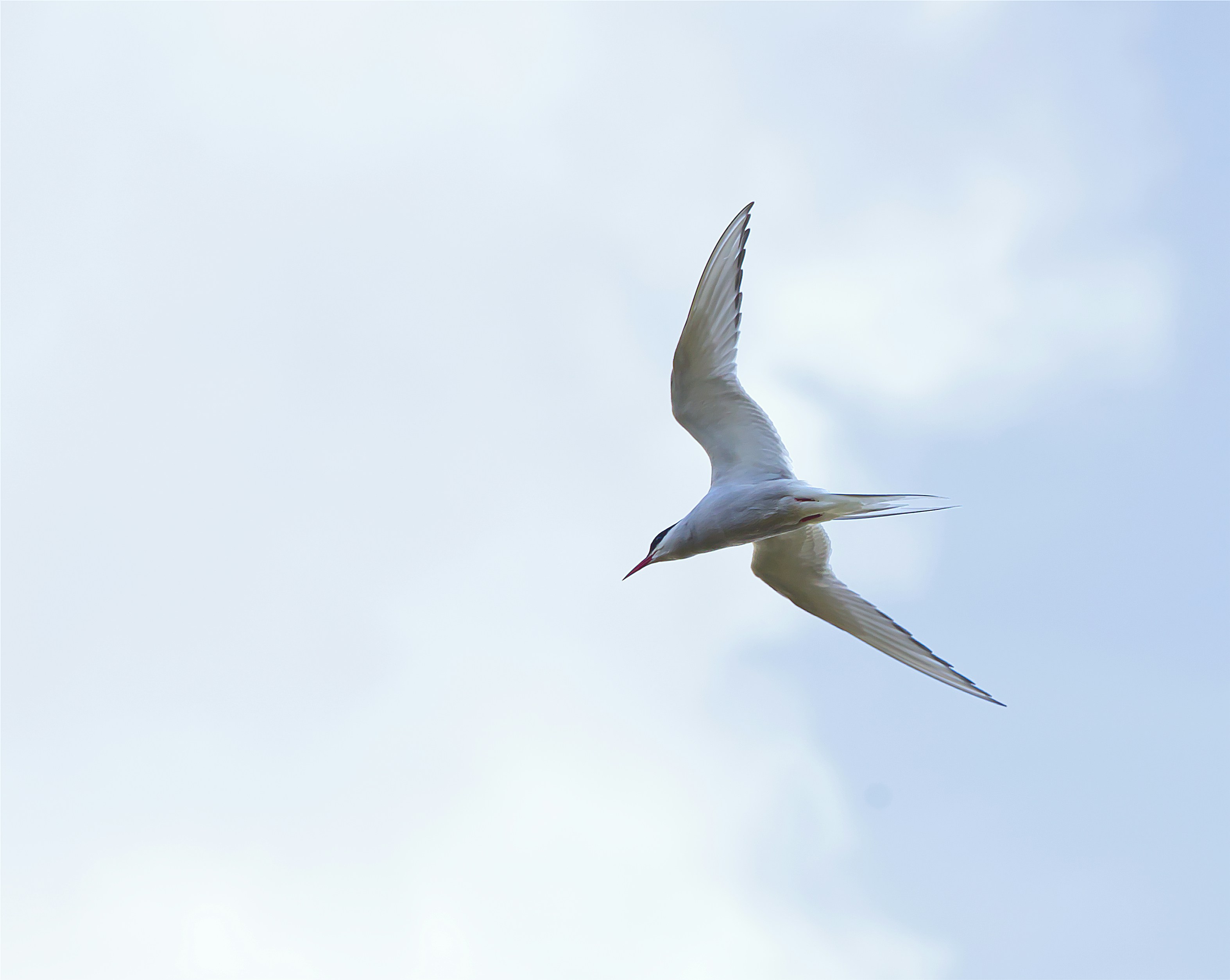 Soaring White Gull in a Bright Sky