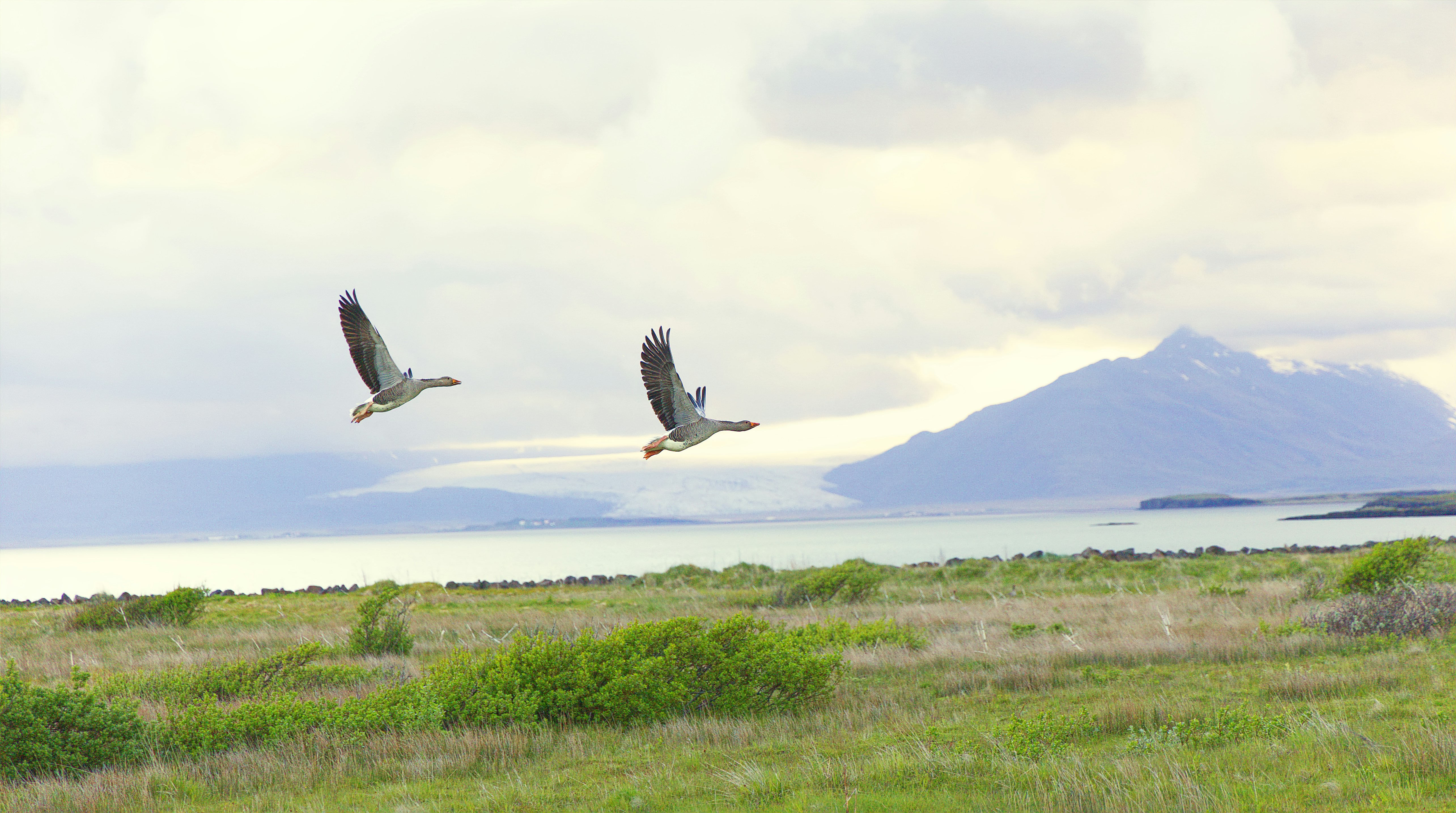 Wings Over the Distant Strait