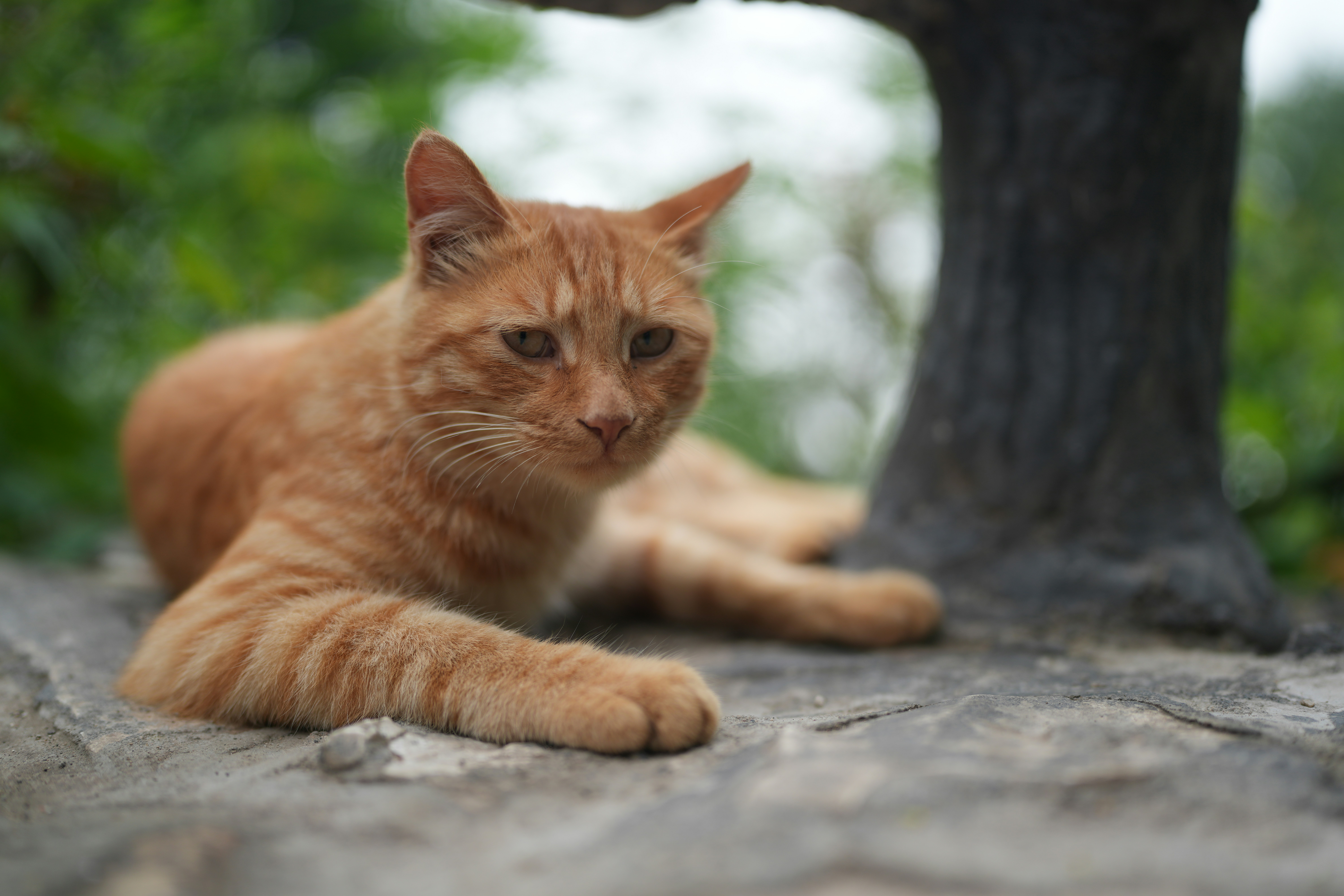 Grounded Gaze: A Quiet Moment Under the Tree