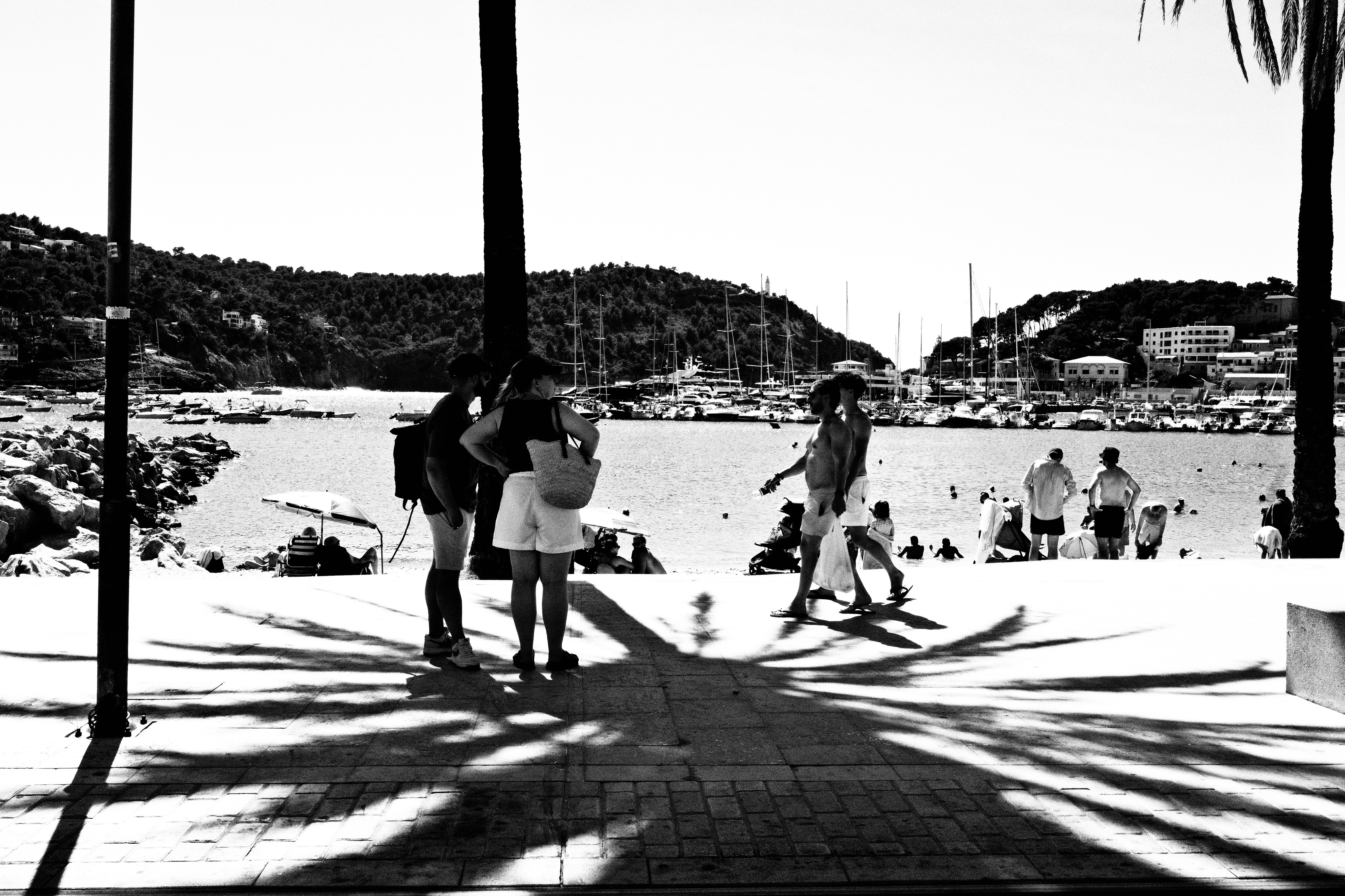Shadows on a Palm-arched promenade by a sunlit harbor