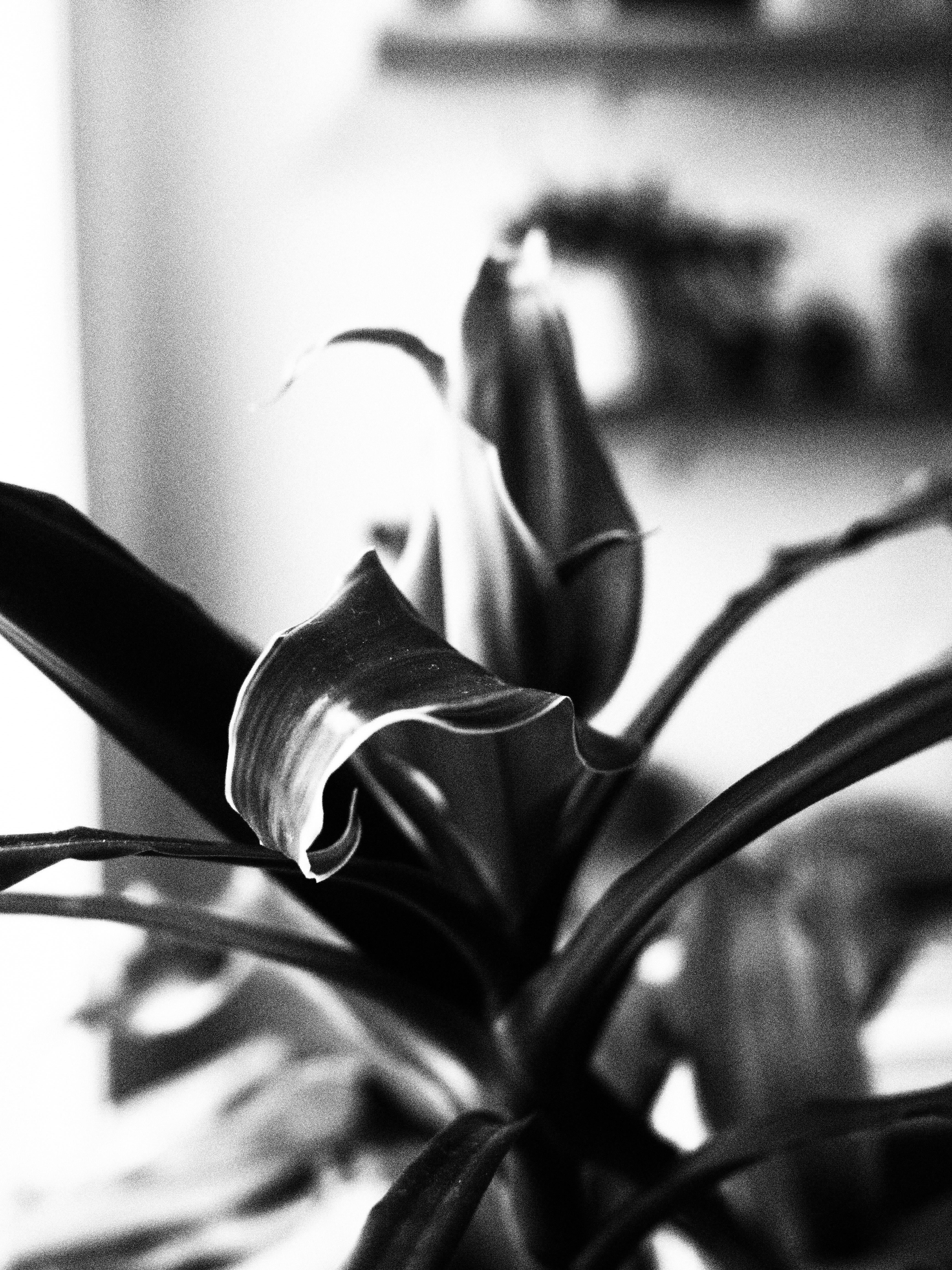 Monochrome Botany: The Curled Leaf Convergence