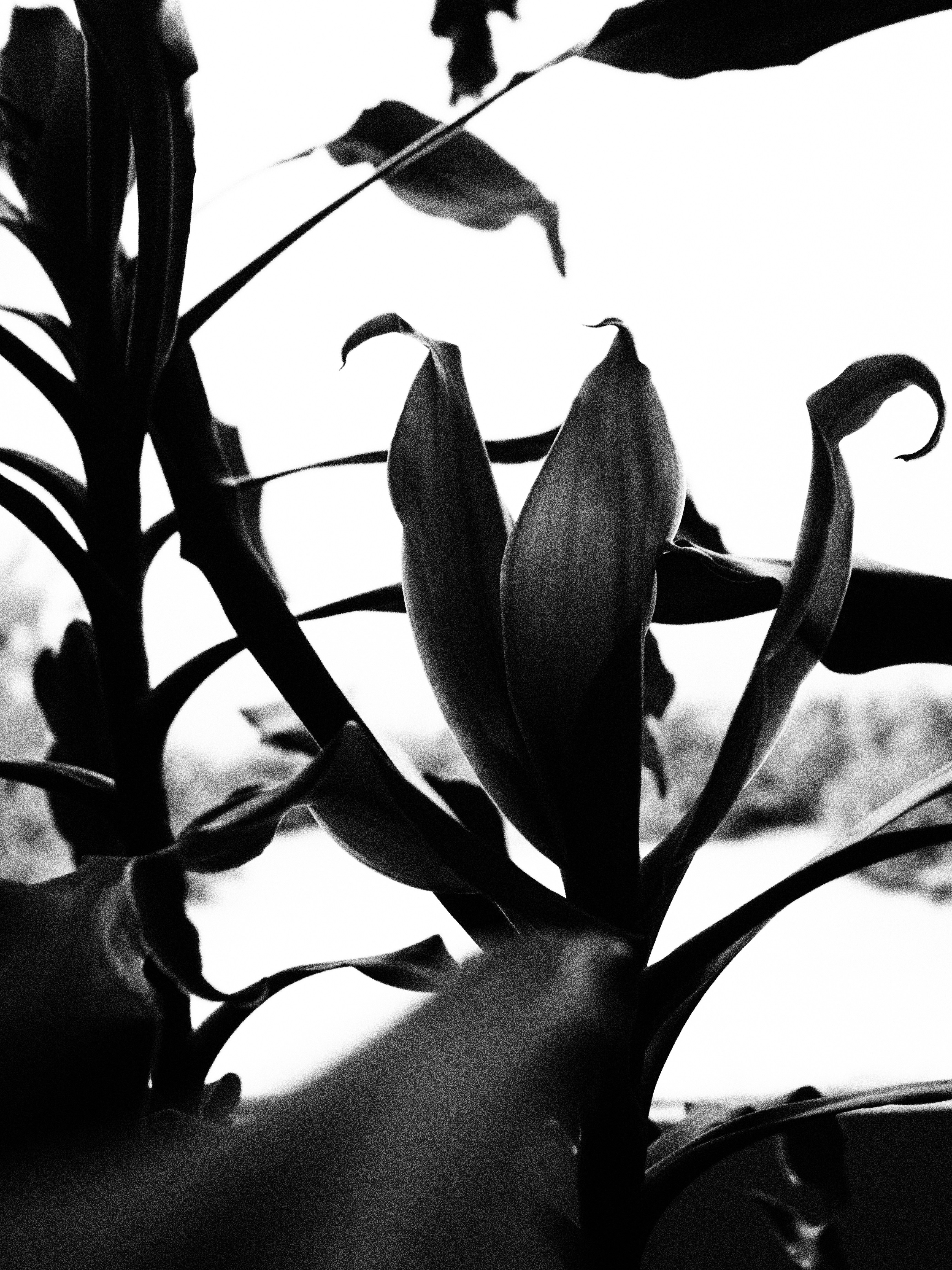 High-contrast black-and-white close-up of plant foliage, emphasizing abstract shapes and negative space. This is a botanical photograph preserving texture and form without color.