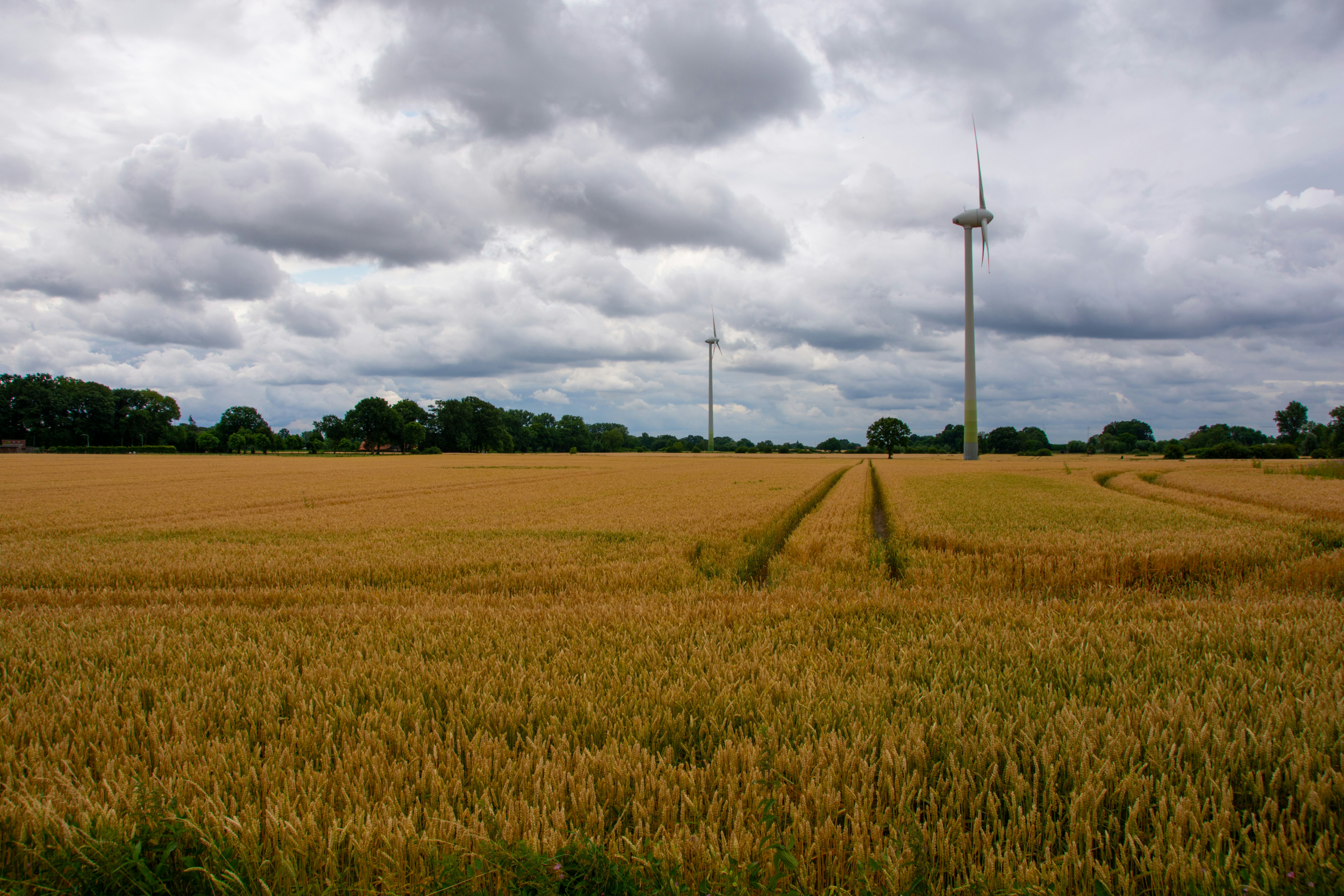 Wind Turbines on a Golden Field Under a Brooding Sky