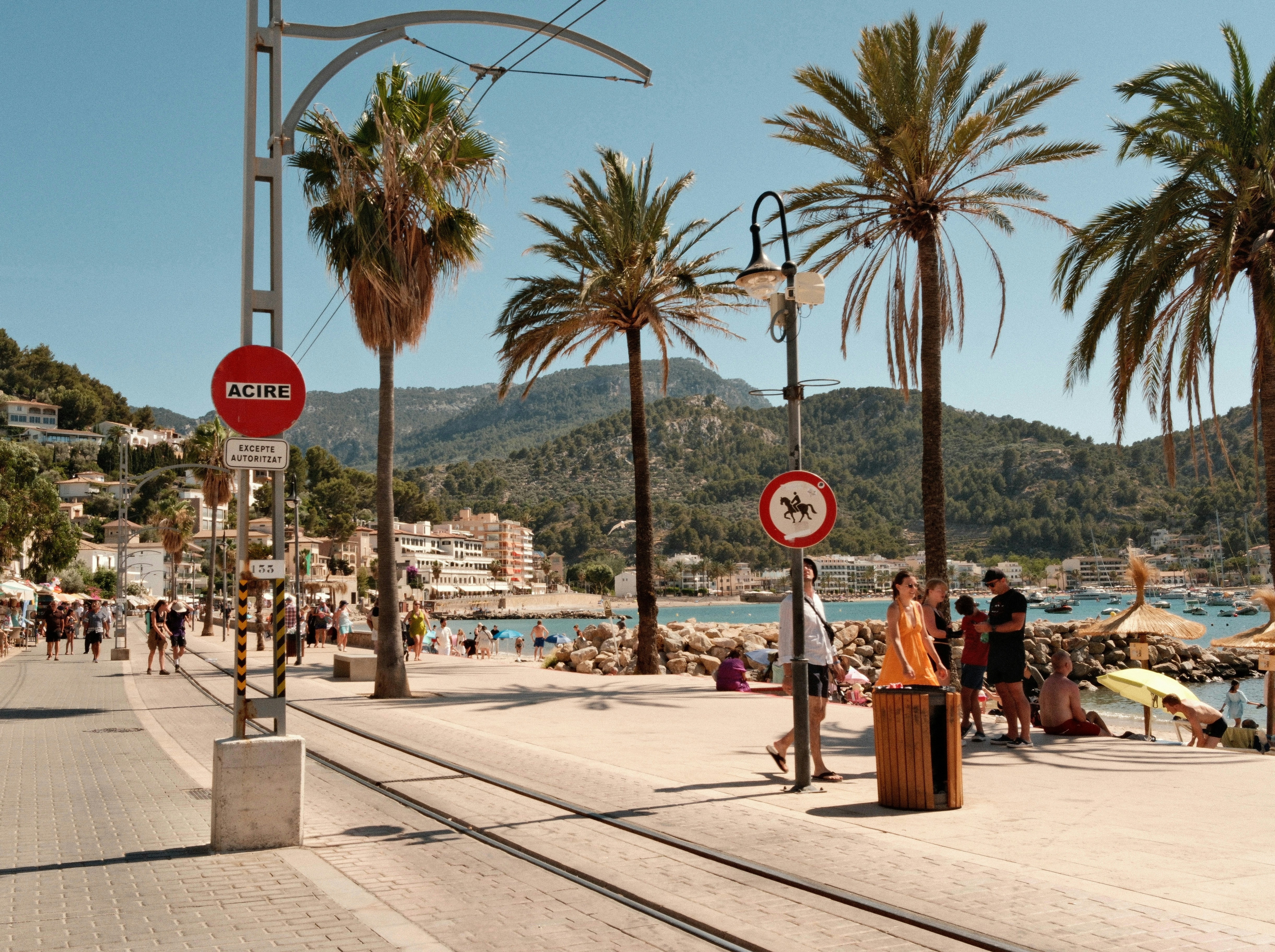 Palm-Tree Promenade by the Sunlit Sea