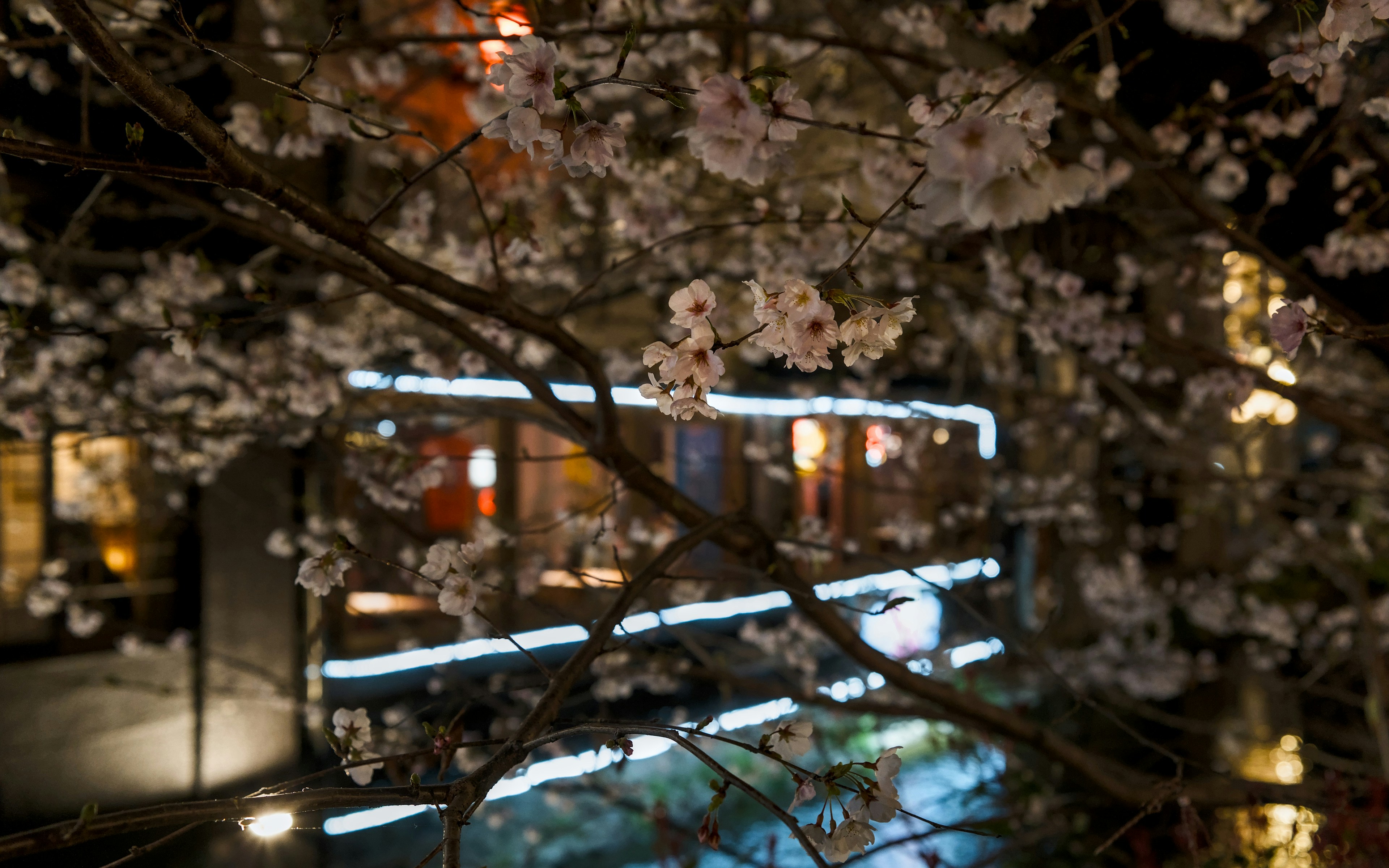 Blossoms in Neon Afterglow