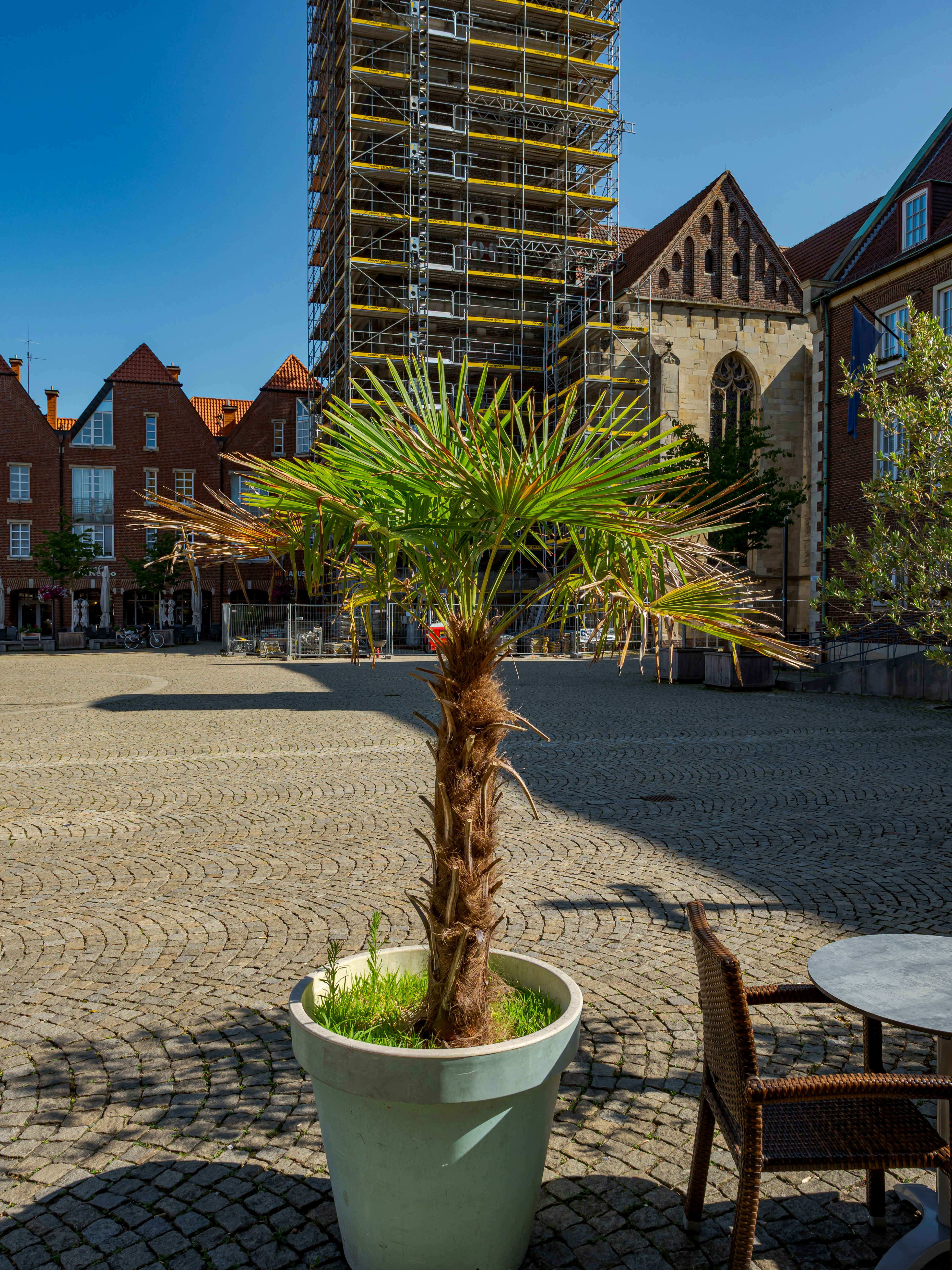 Palm in the Plaza: Urban Groundscape with Historic Rooflines