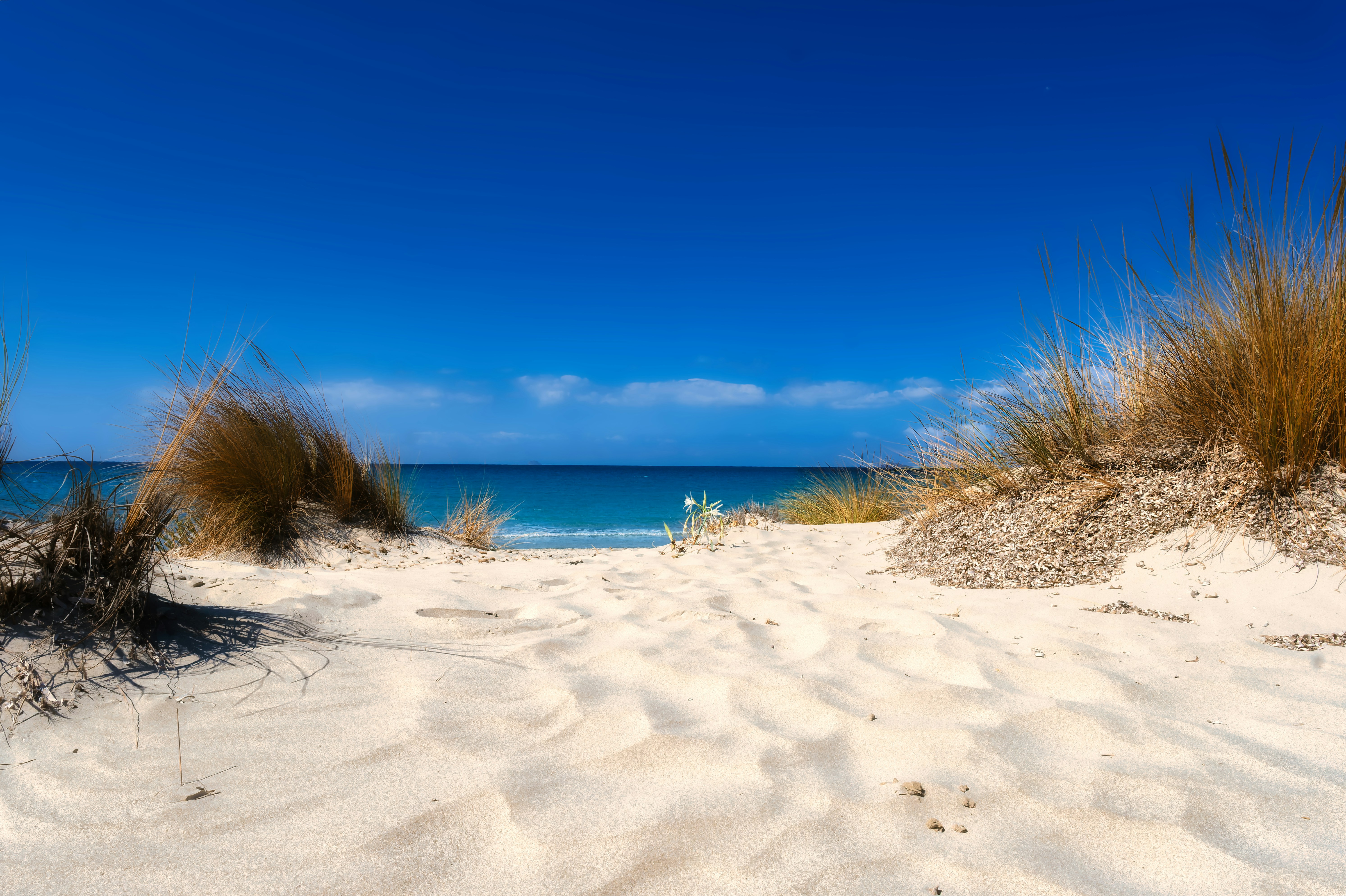 Dune Path to the Sea: Golden Grasses Framing a Coastal Horizon