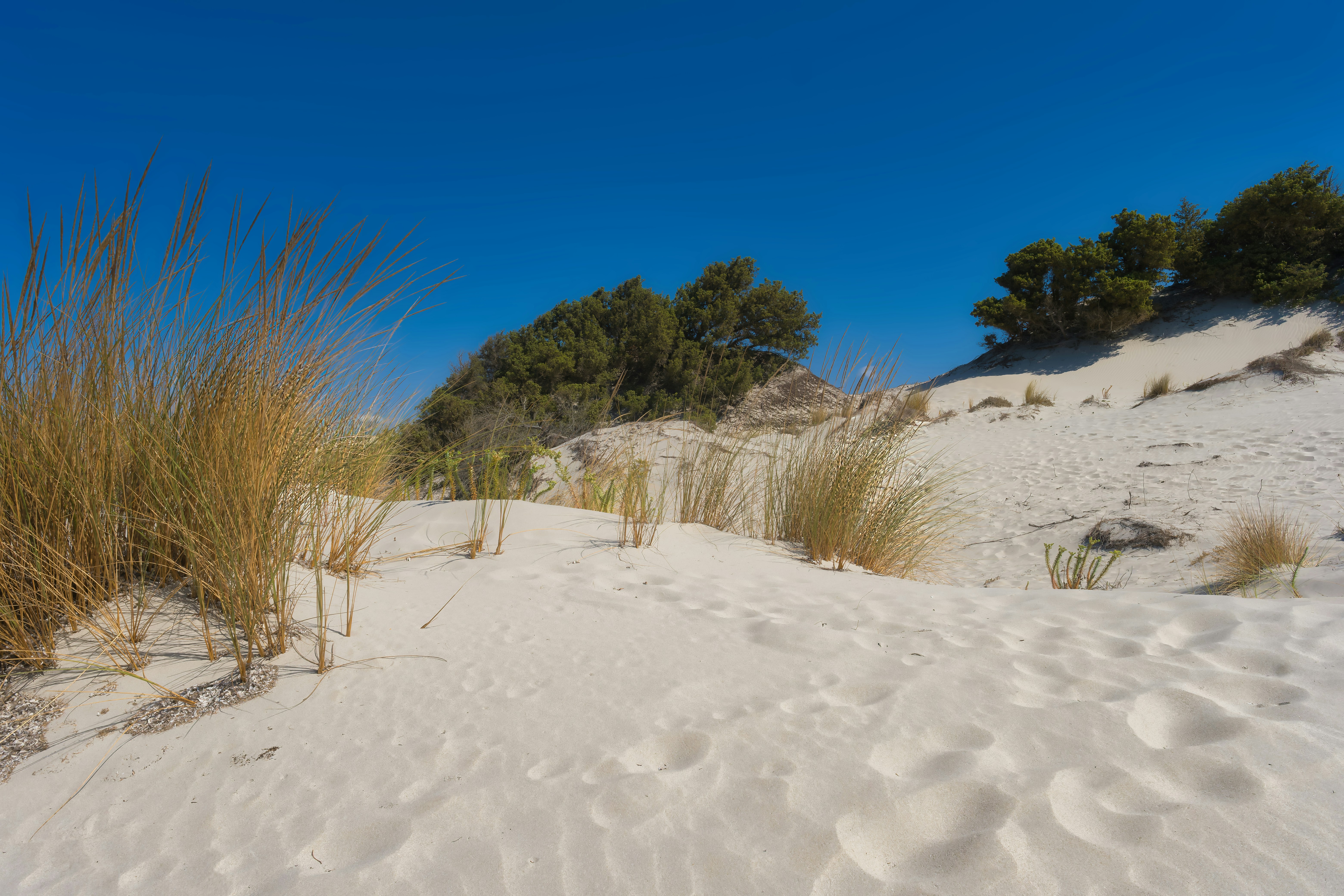 Sunlit Dune Crest: Tufts of Grass on White Sands under a Velvet Sky