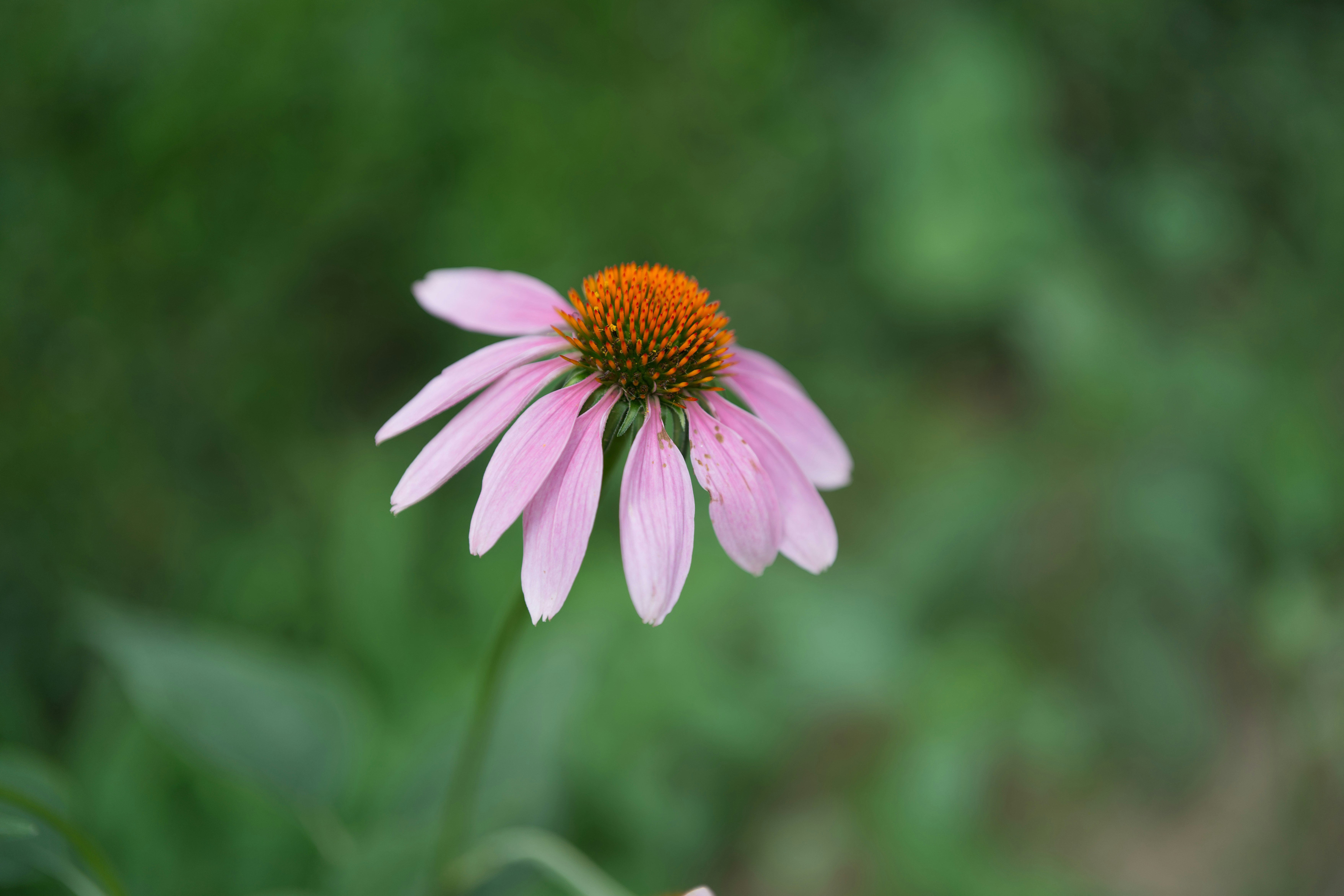 Pink Coneflower Reaches Toward the Soft Spring Light
