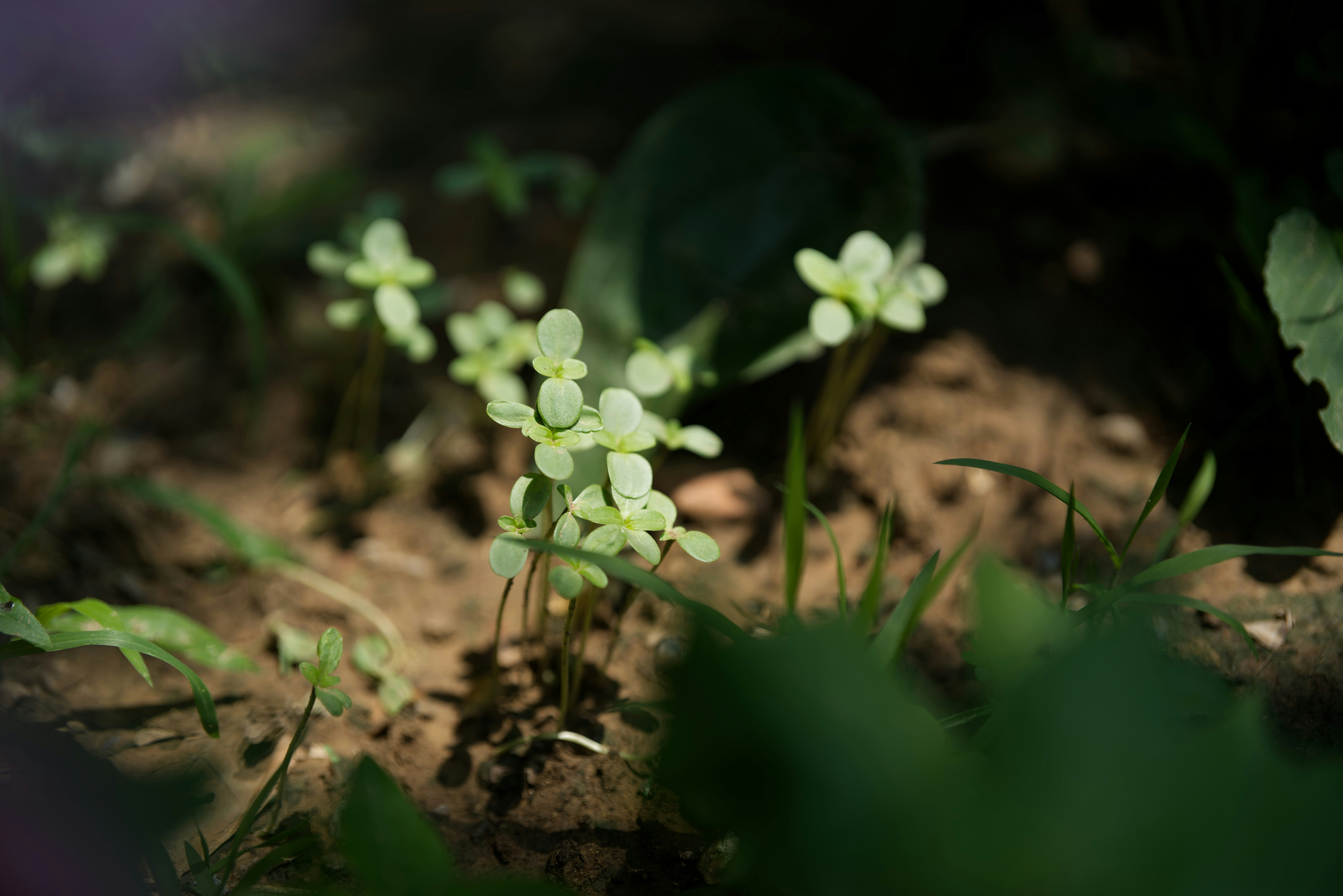 Emerald Sprouts in Quiet Soil
