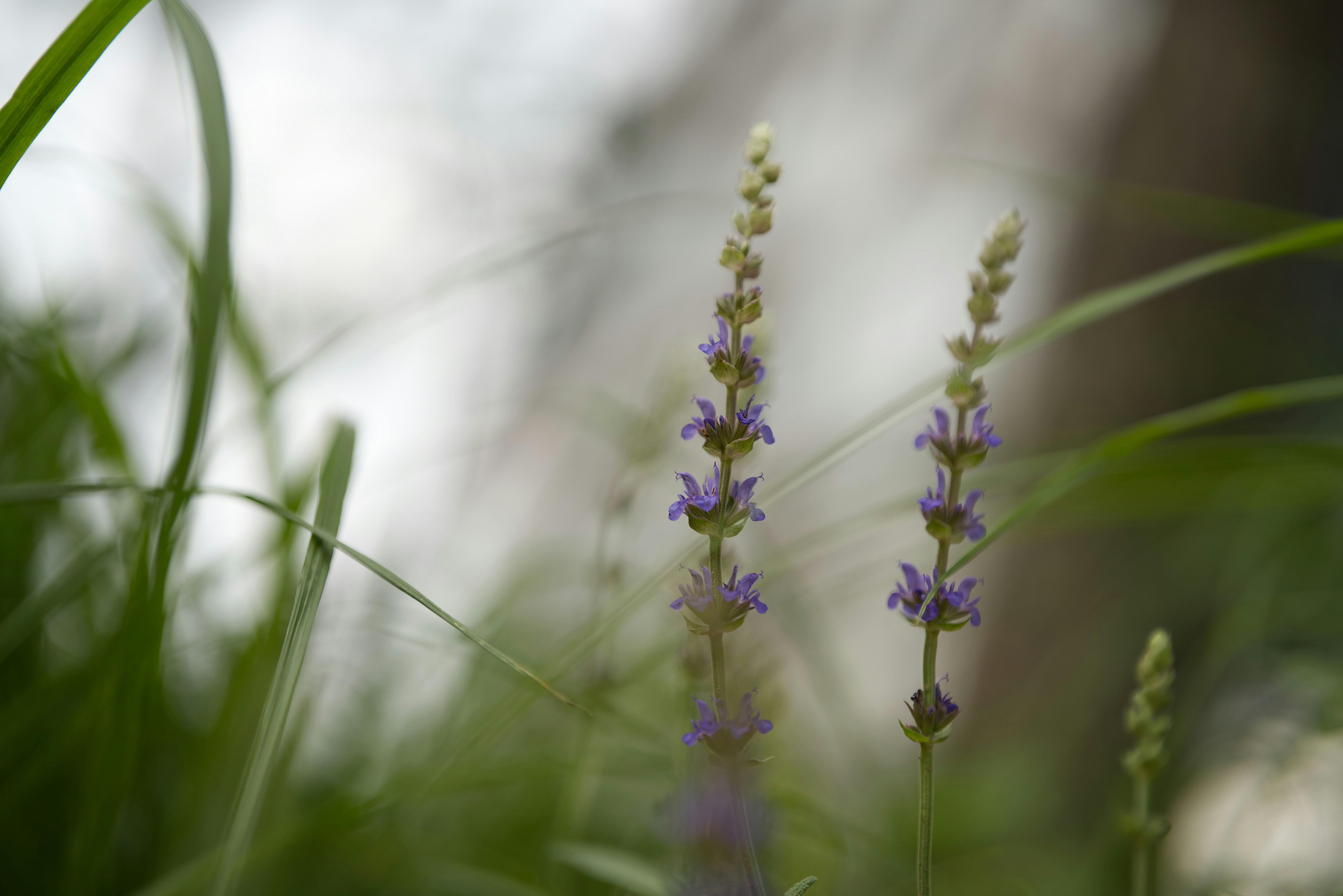 Lavender Silhouette: Delicate Stems Reaching Through Soft Backlight