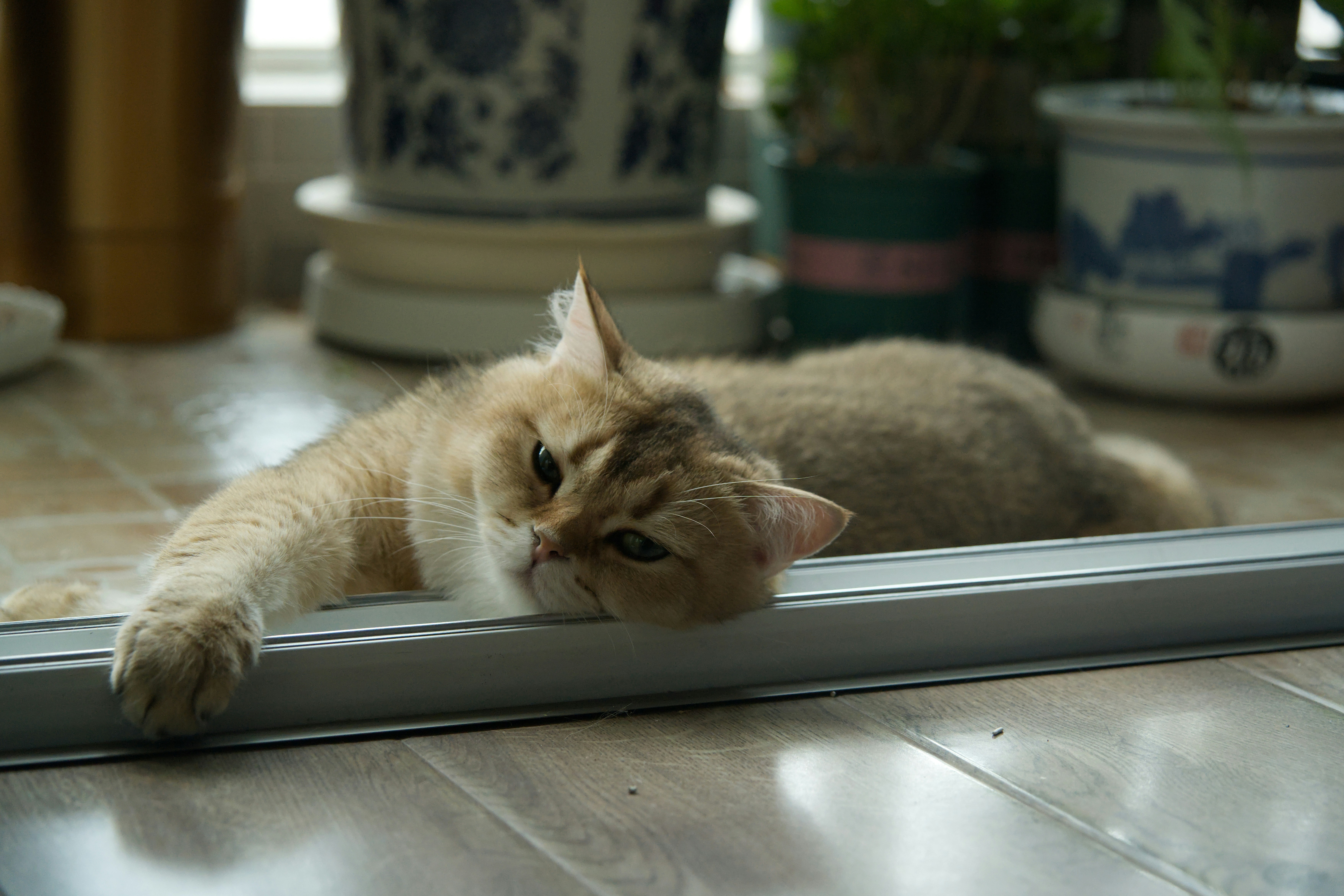 Languid House Cat Reaching for a Lie-Down Moment