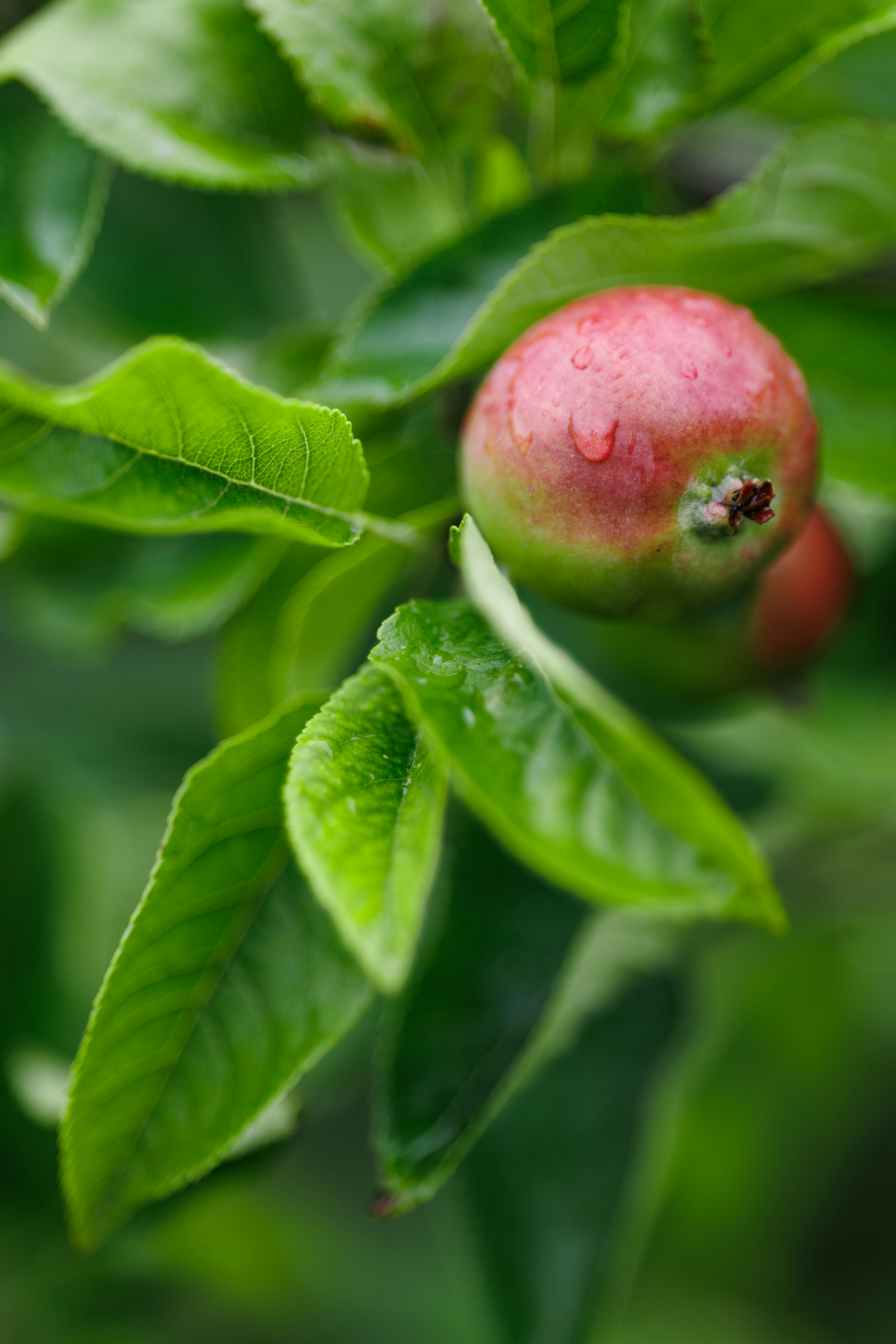 Flash-Red Apple <Green Leaves> in Soft Focus Garden
