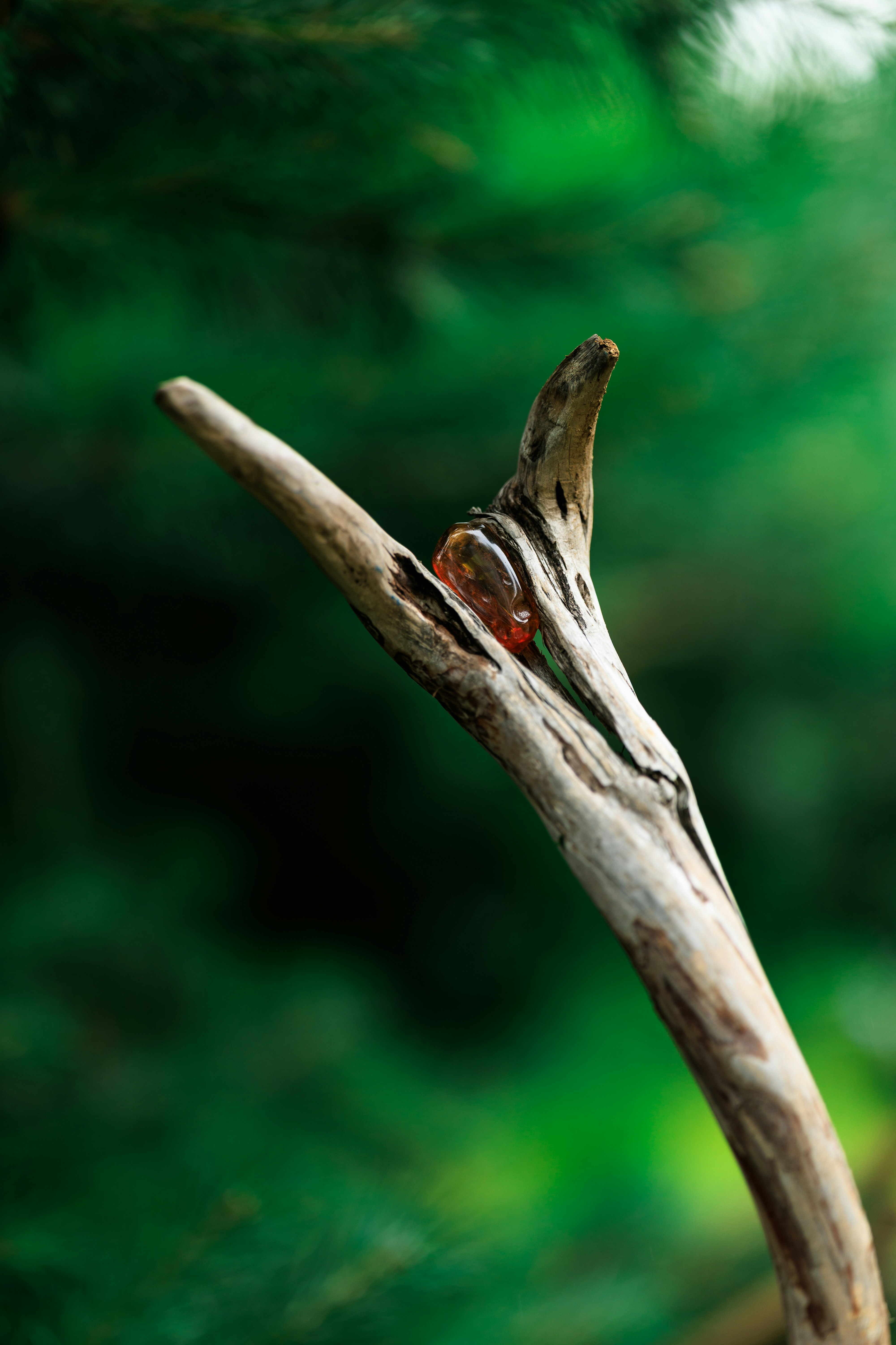 Bare Branch Reaching into Emerald Blur