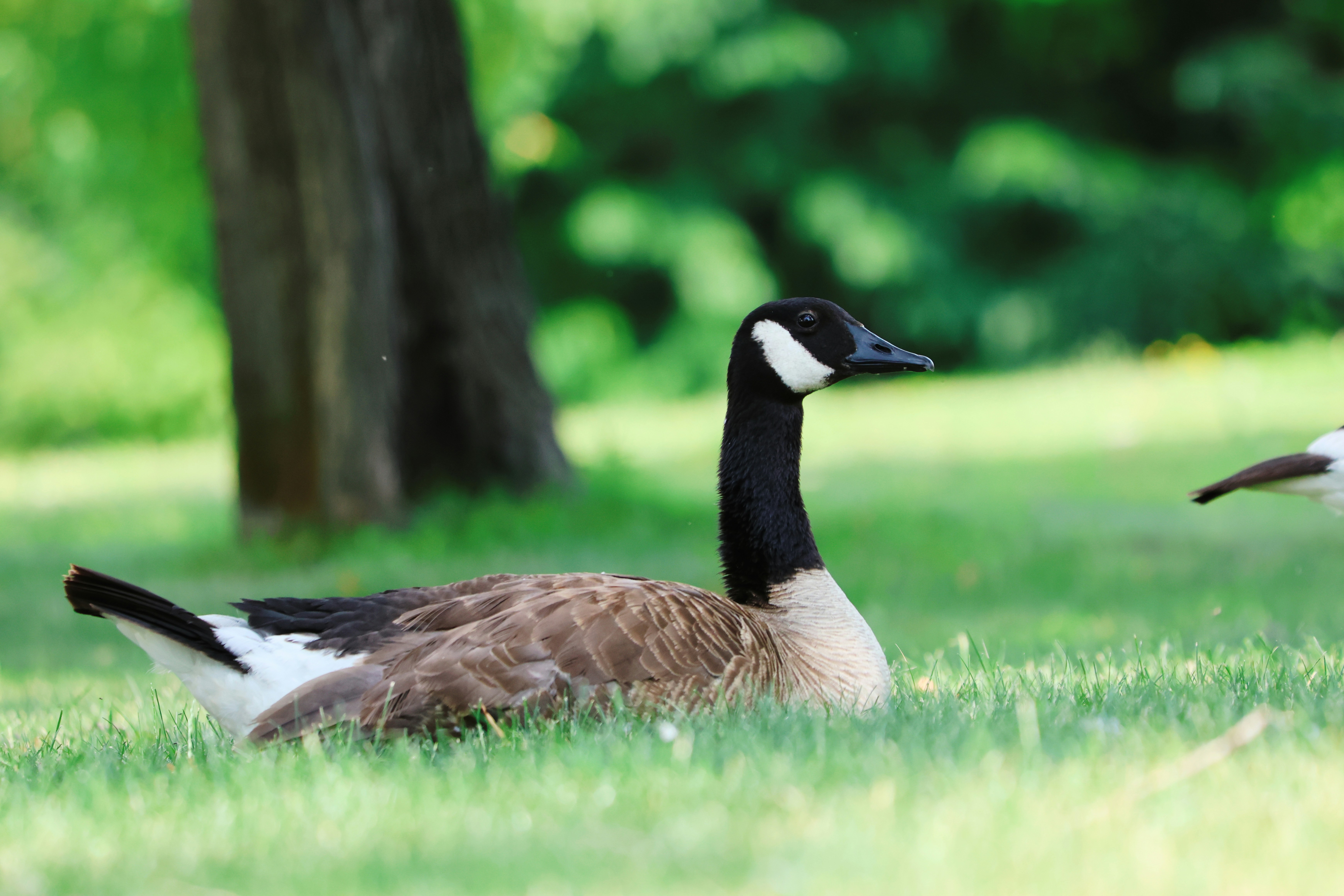 Graceful Silhouette: A Canada Goose Resting in Sunlit Grass