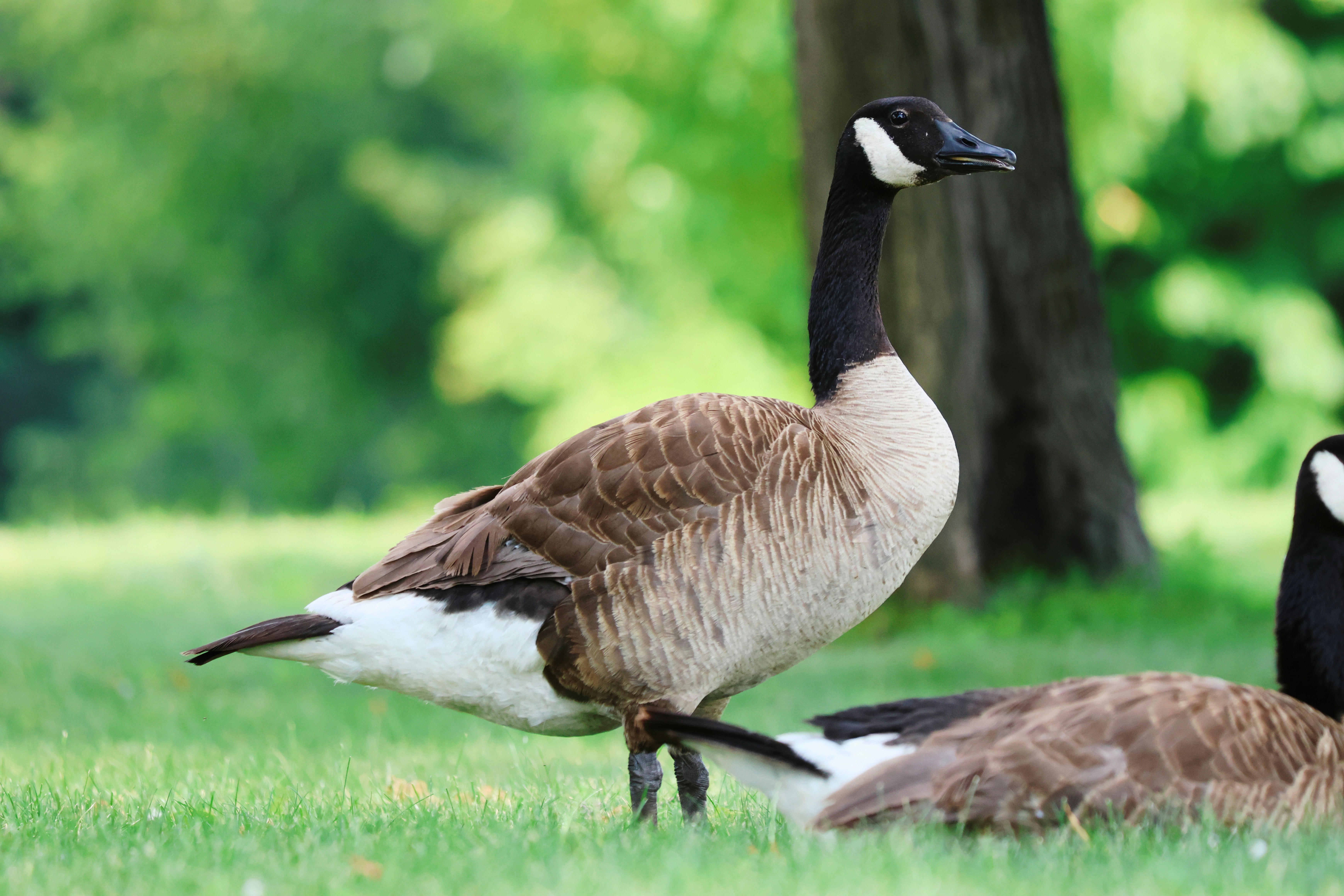 Canada Goose in a sunlit park: a calm moment among the flock